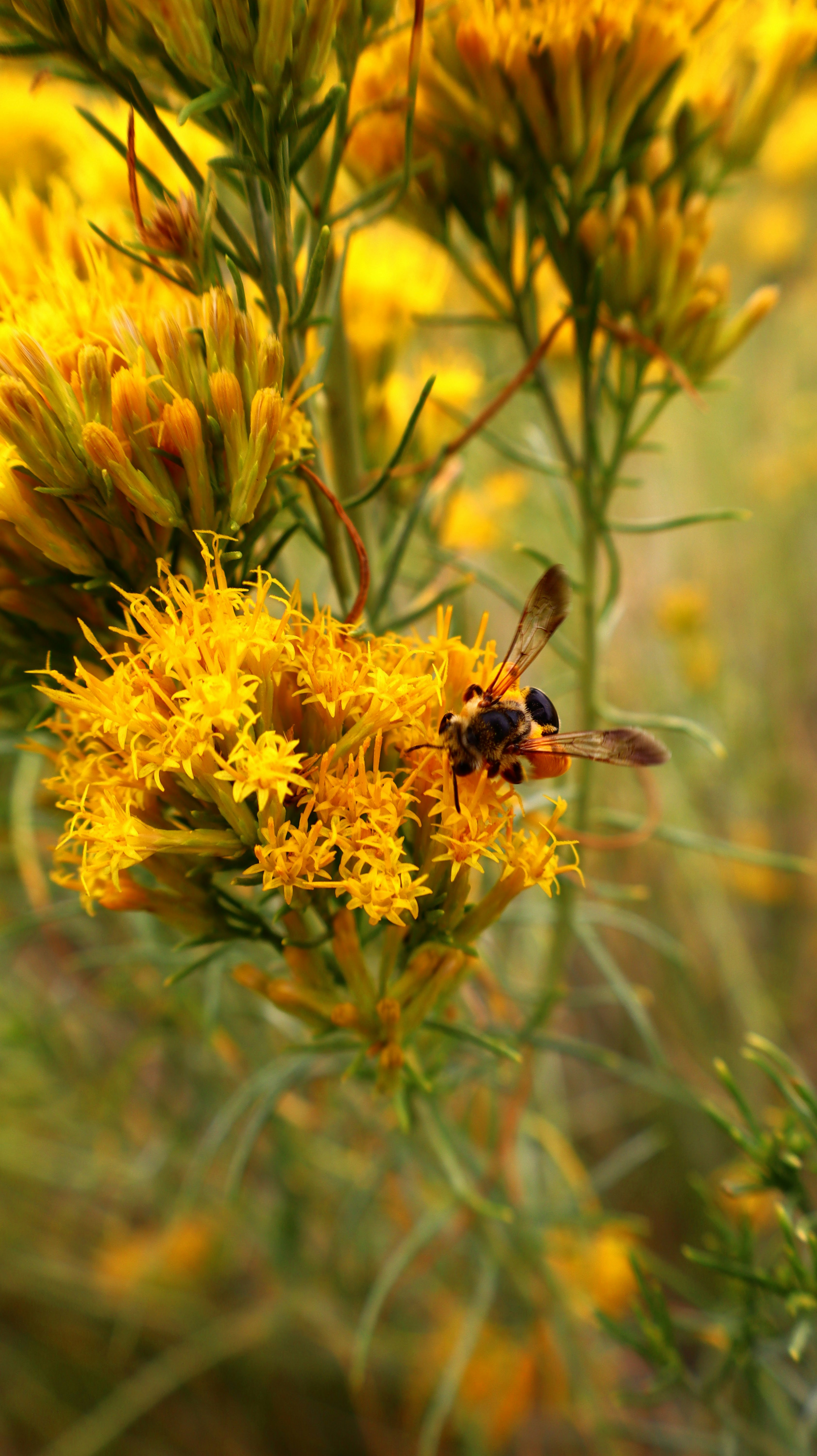 Golden Buzz on a Flame of Blooms