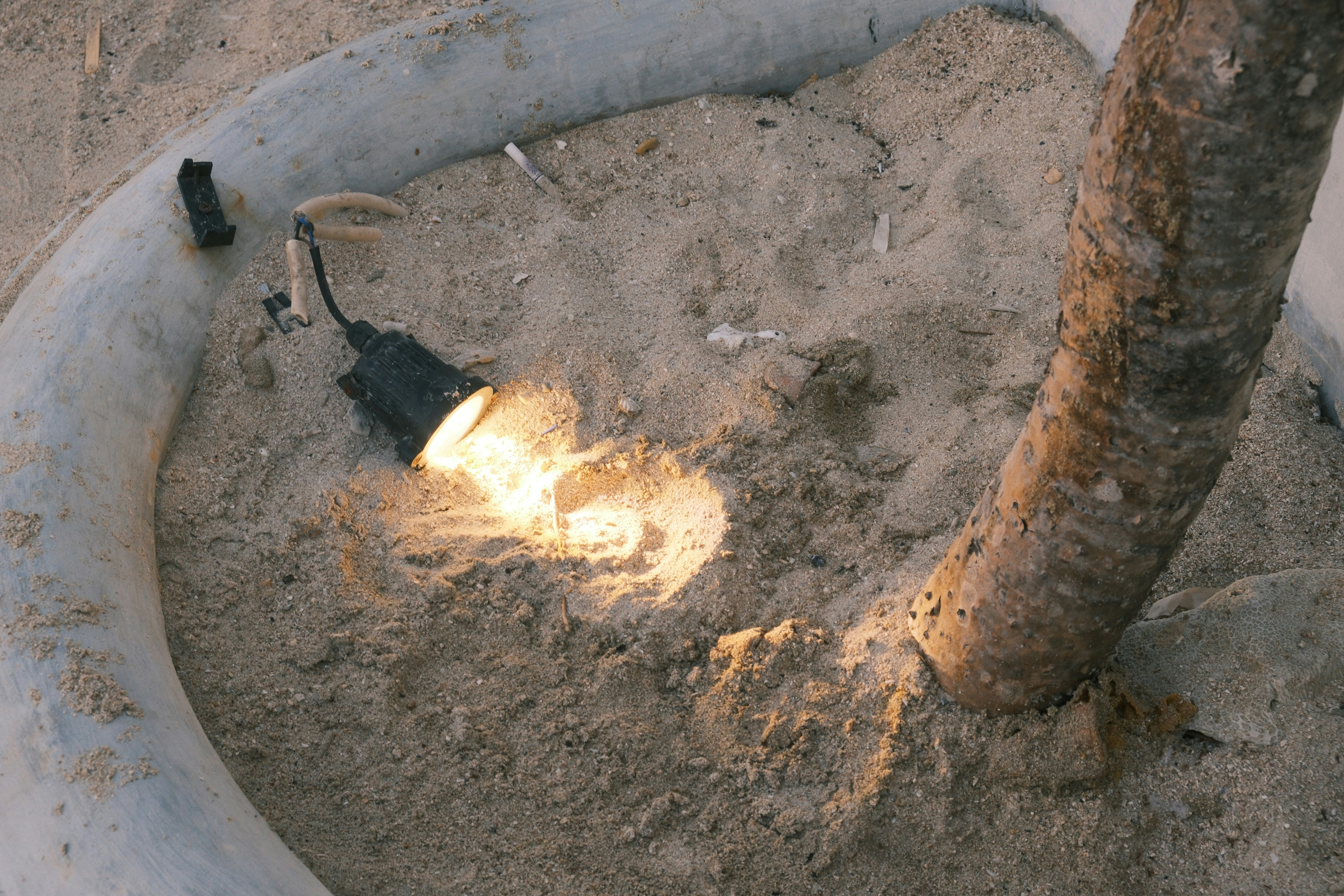 Solar-Pedestal Glow: A Ground-Level View of Light at the Tree Base