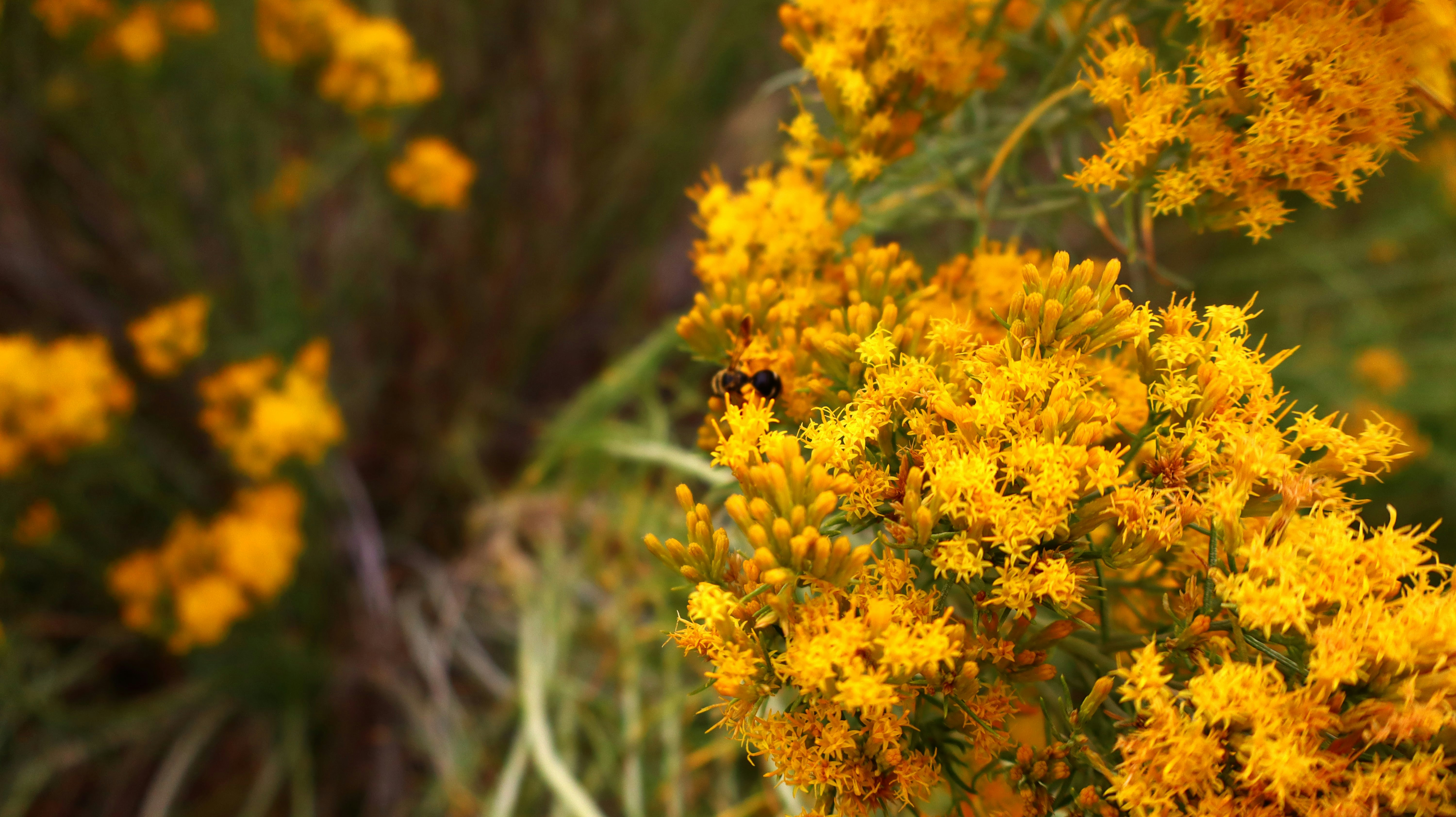 Sunny clusters in bloom: a close-up of golden helichrysum
