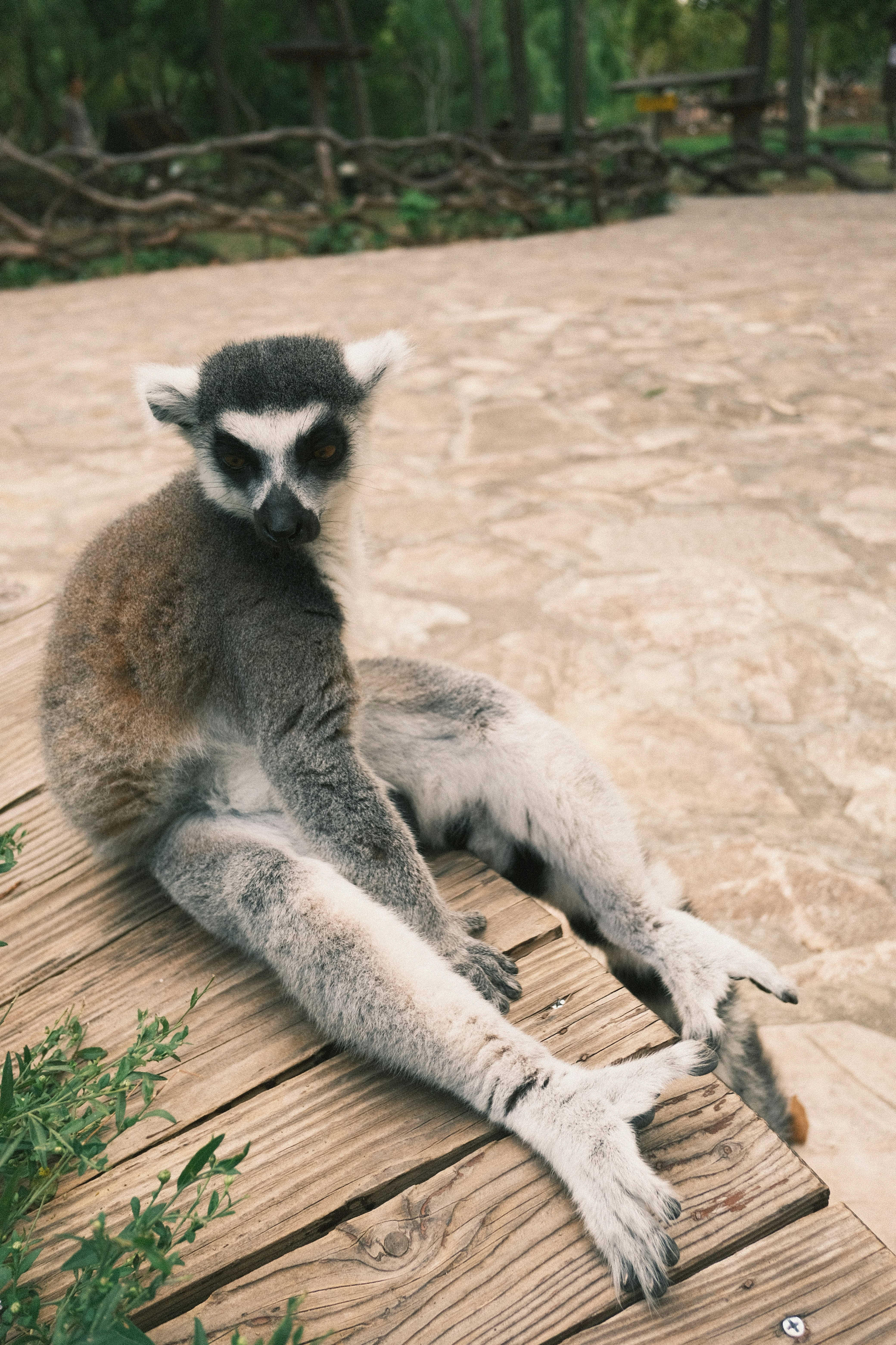 Curious Lemur Reclines on Weathered Wood