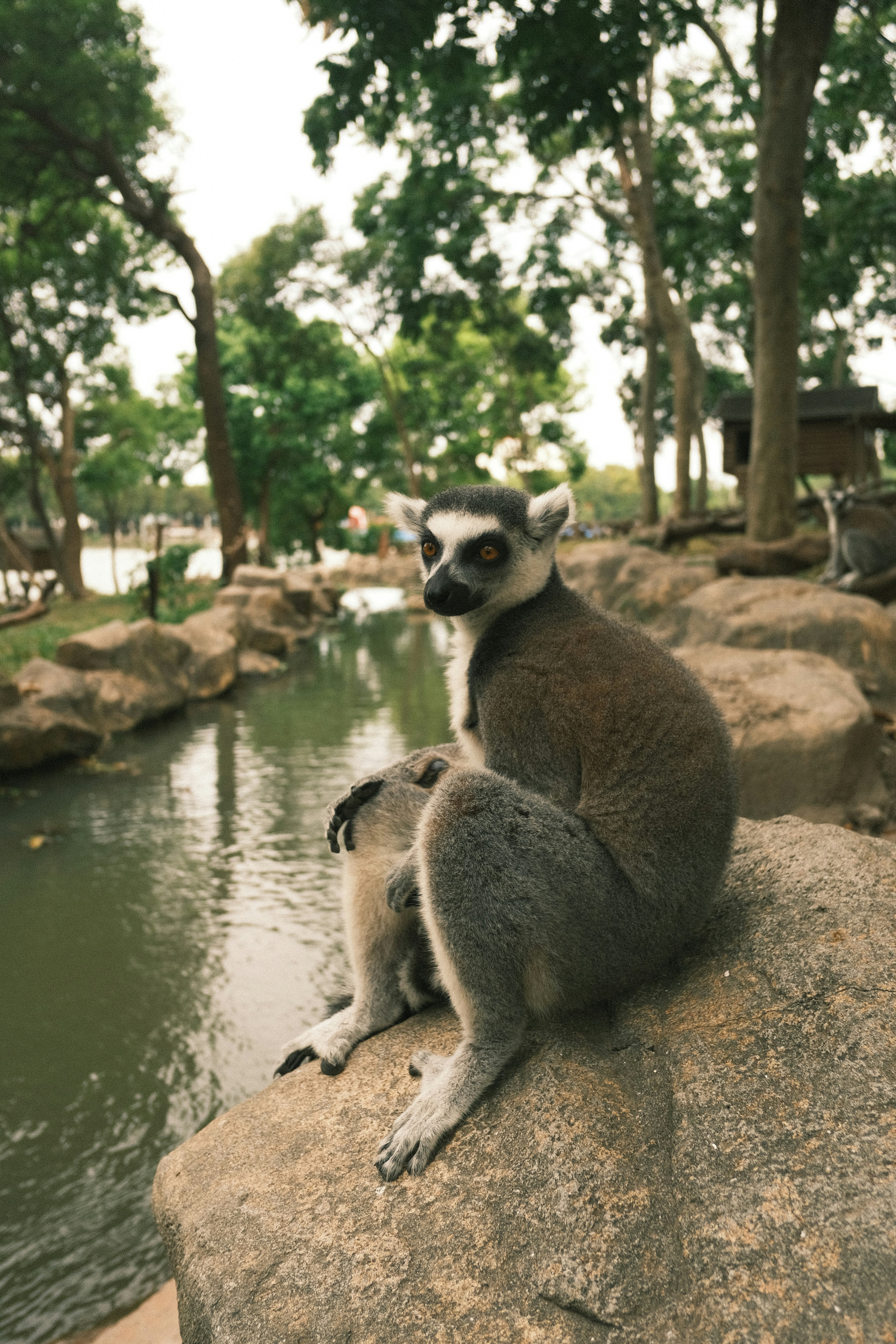 Portrait of a Curiously Attentive Lemur on a Sunlit Rock