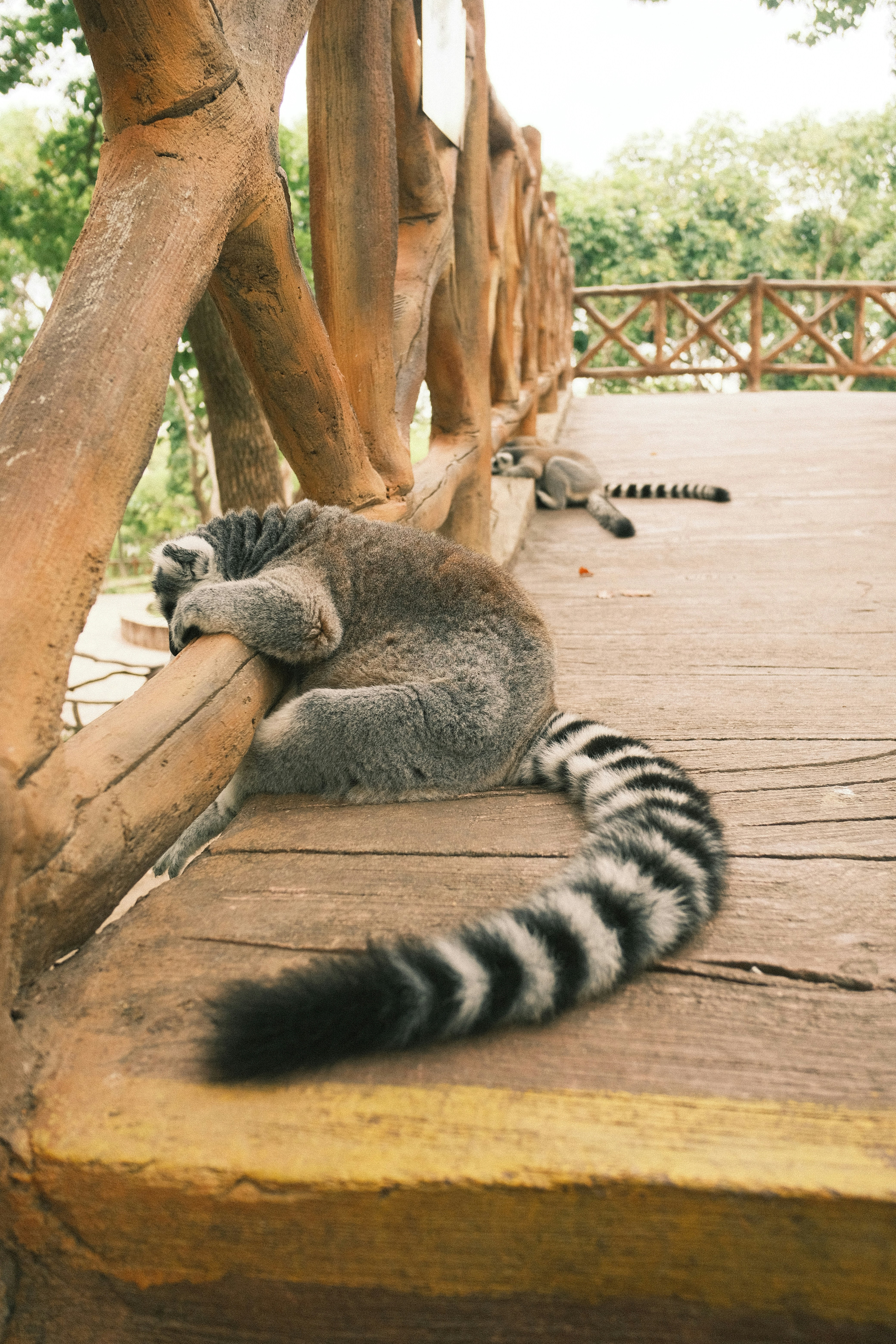 Curled Calm: A Lemur Resting Along a Wooden Balcony