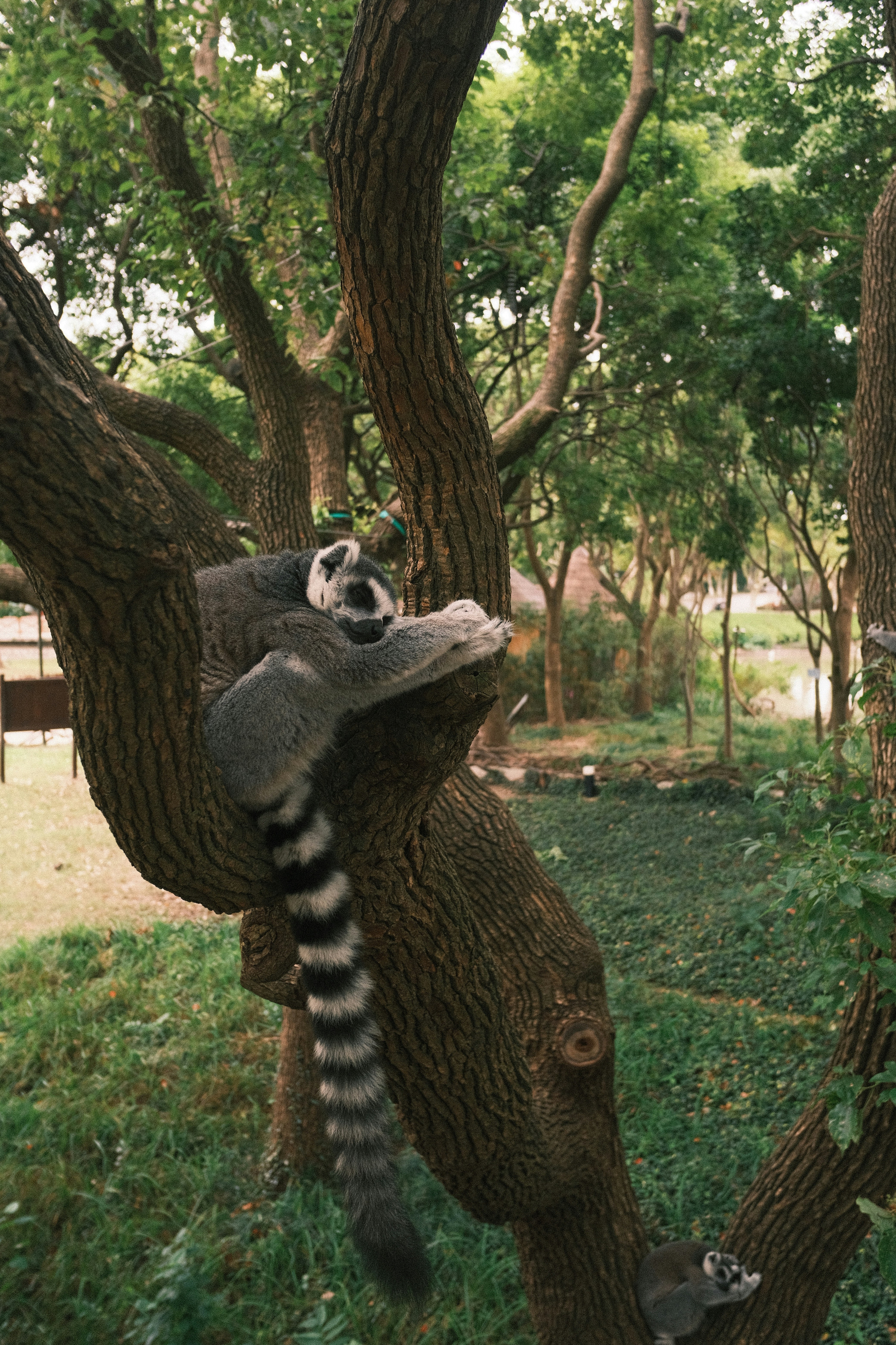 Lemurs at Rest: A Grey Duo in a Sunlit Canopy