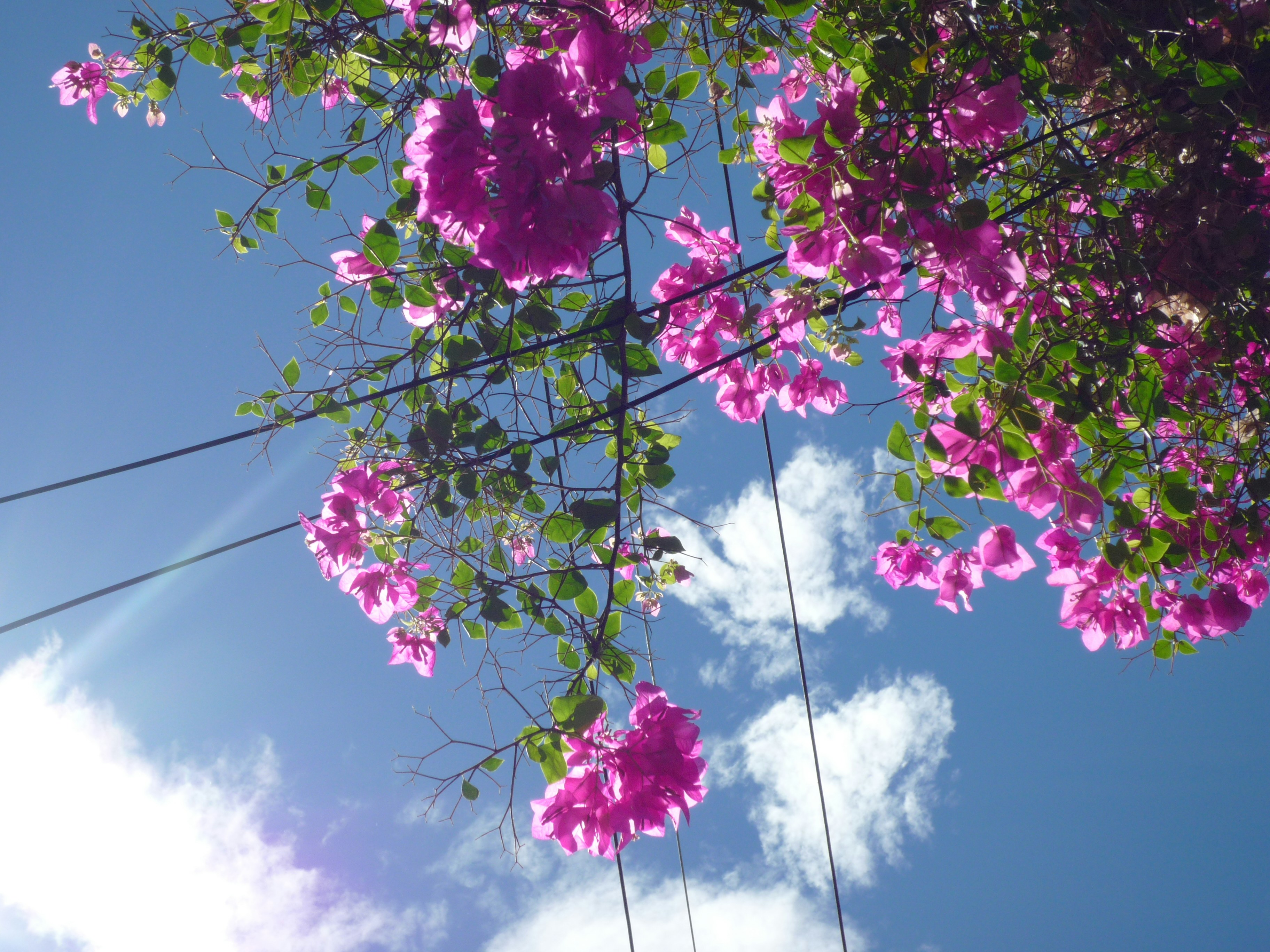 Vivid Bougainvillea Clamor Against a Clear Noon Sky