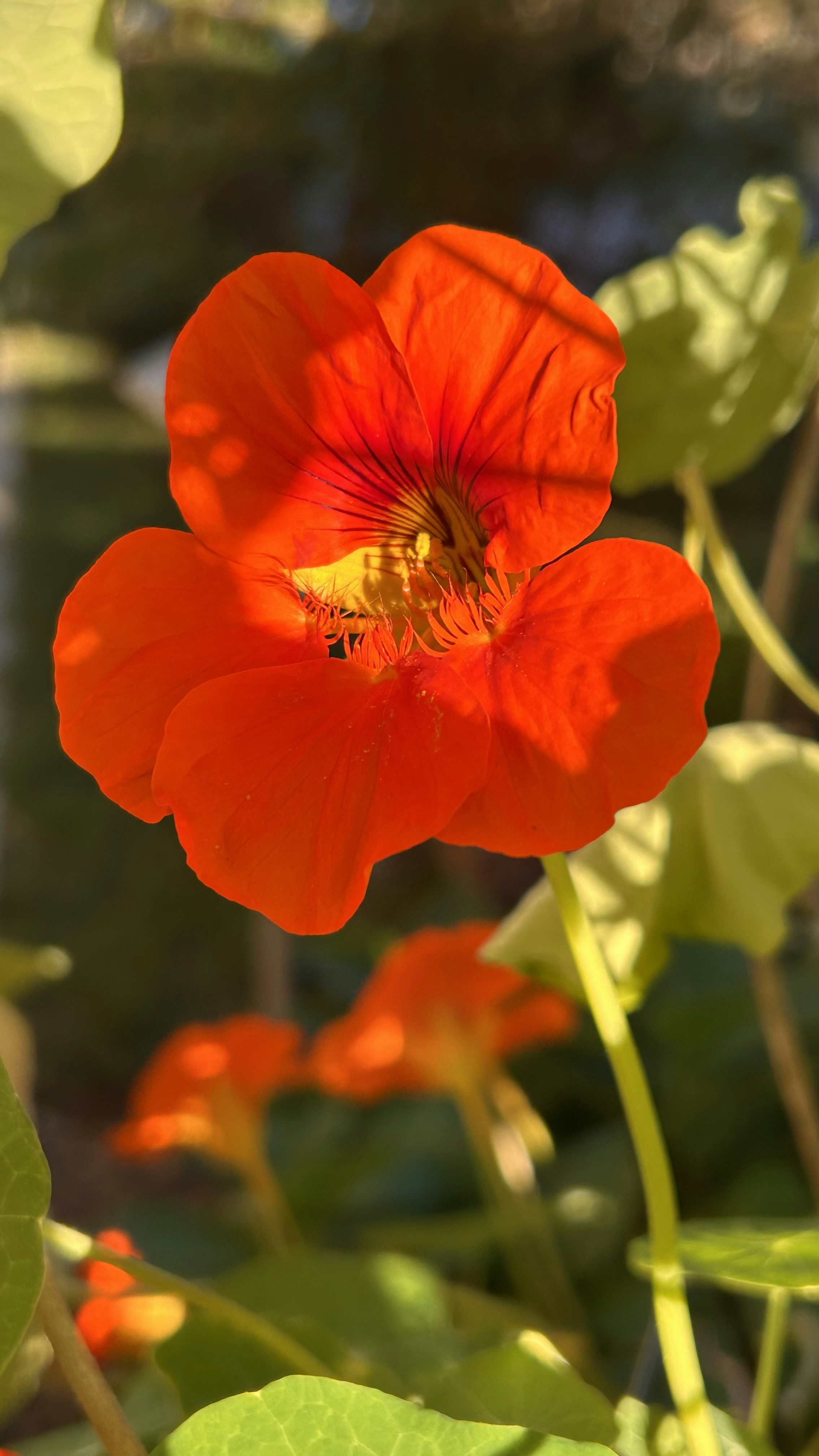 Crimson Bloom: Velvet Petals in Sunlit Glasshouse