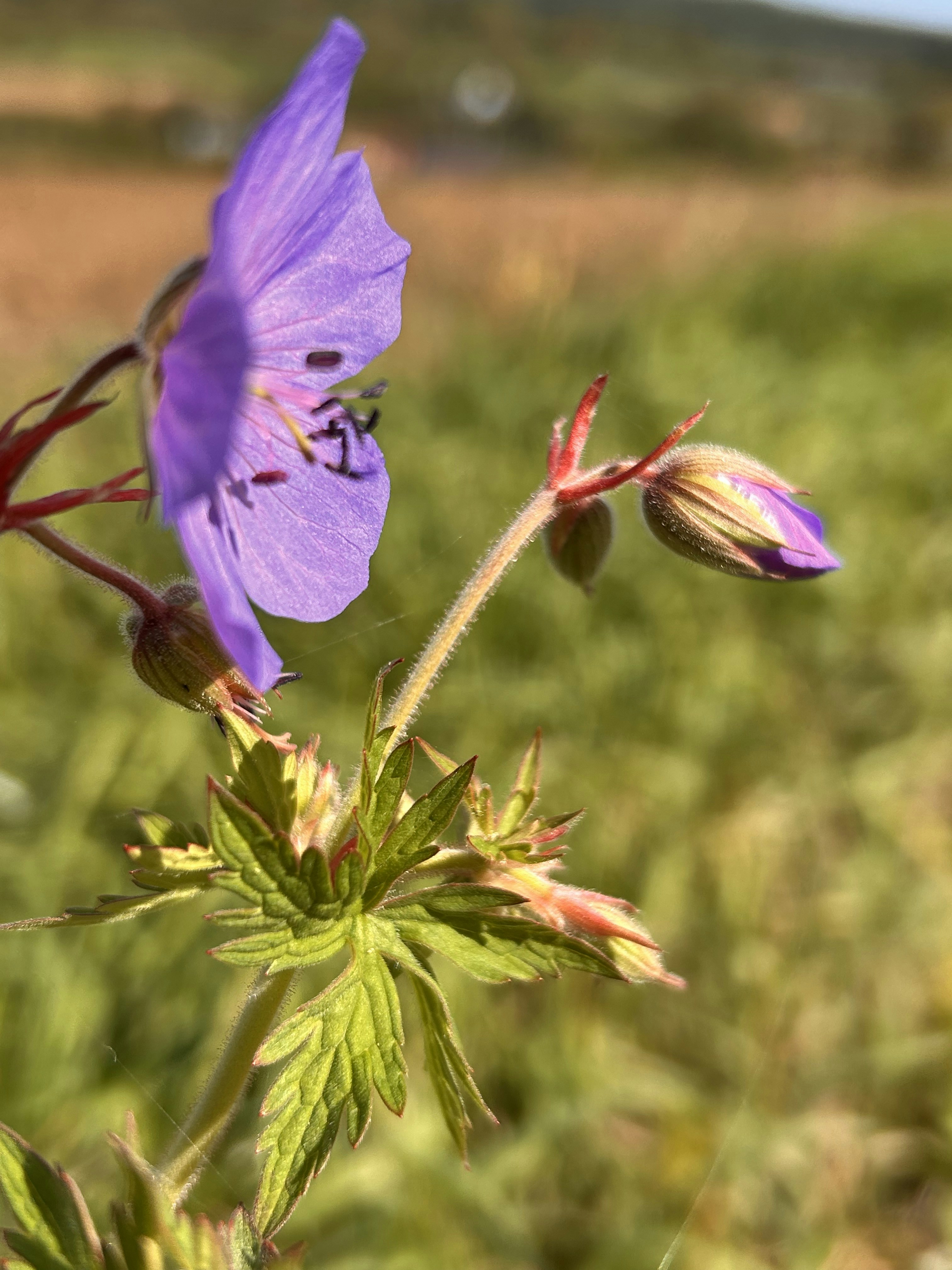 Purple Bloom in Focus: A Close-Up of a Wildflower Portrait