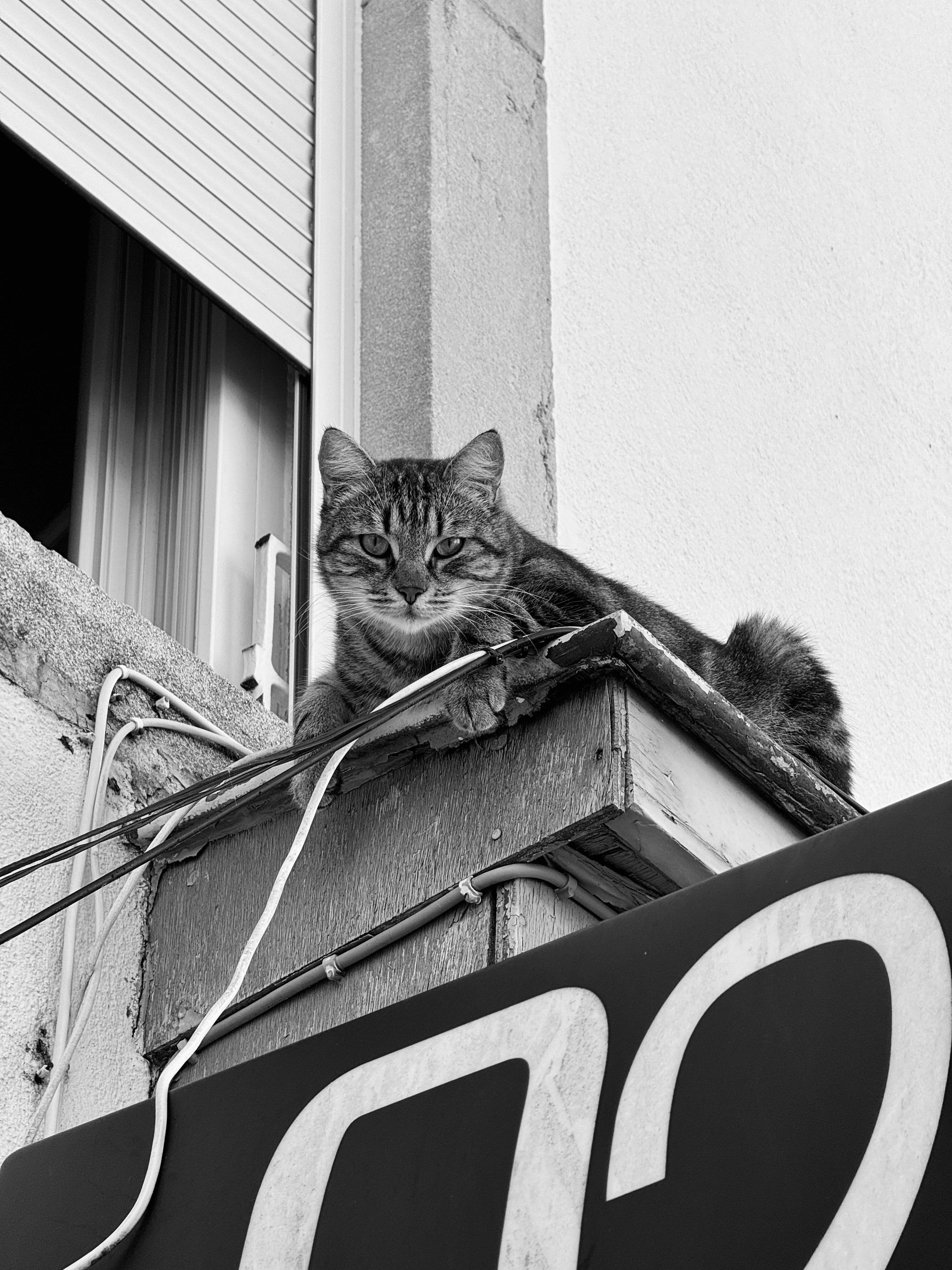 Watchful On the Edge: Cat Guarding a Rooftop Sign