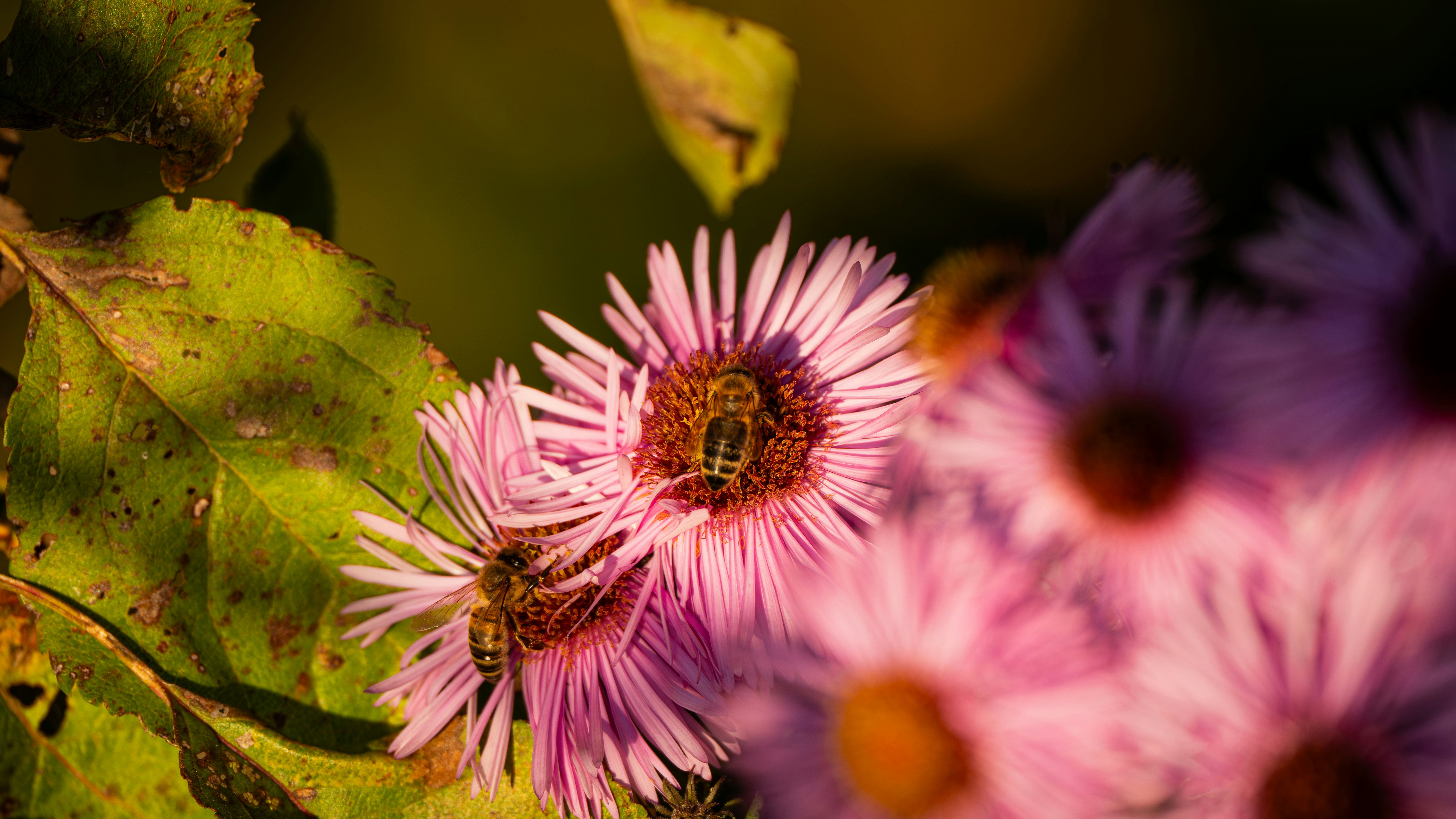 Bee on a Pink Translucent Bloom: A Quiet Pollination Moment