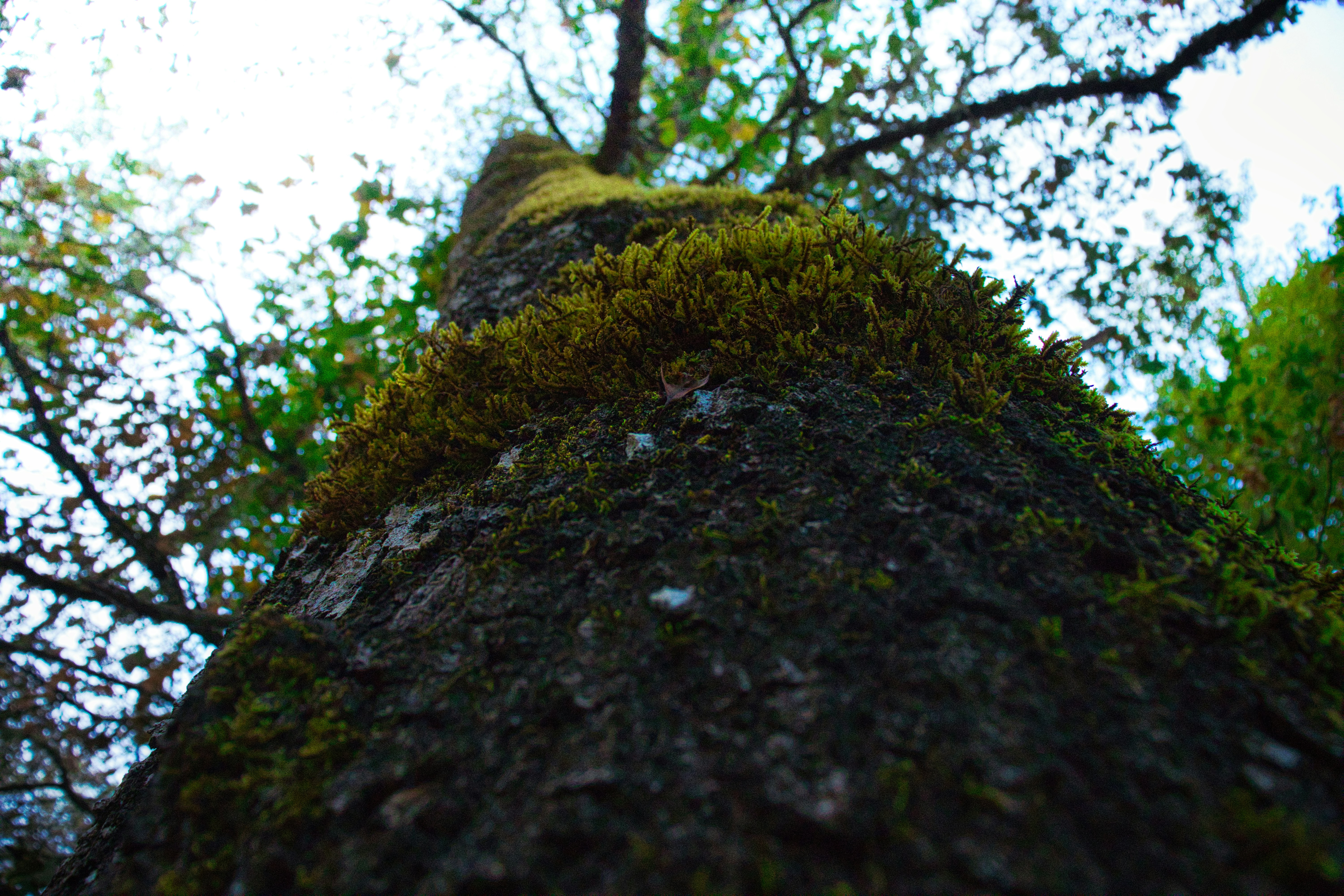 Moss-Covered Trunk Reaching Toward the Canopy