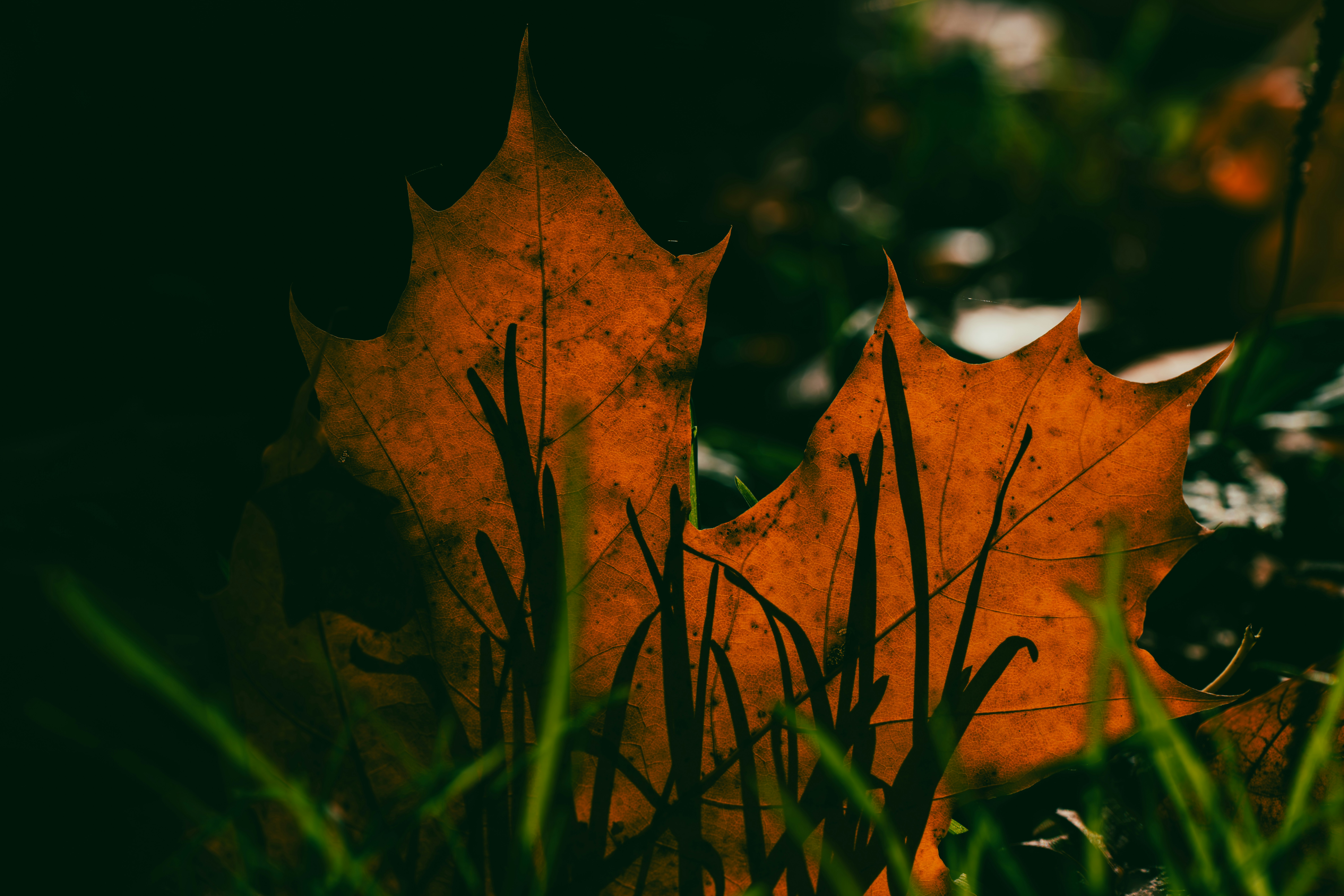 Photo by German Krupenin with Sony Alpha 7R IV