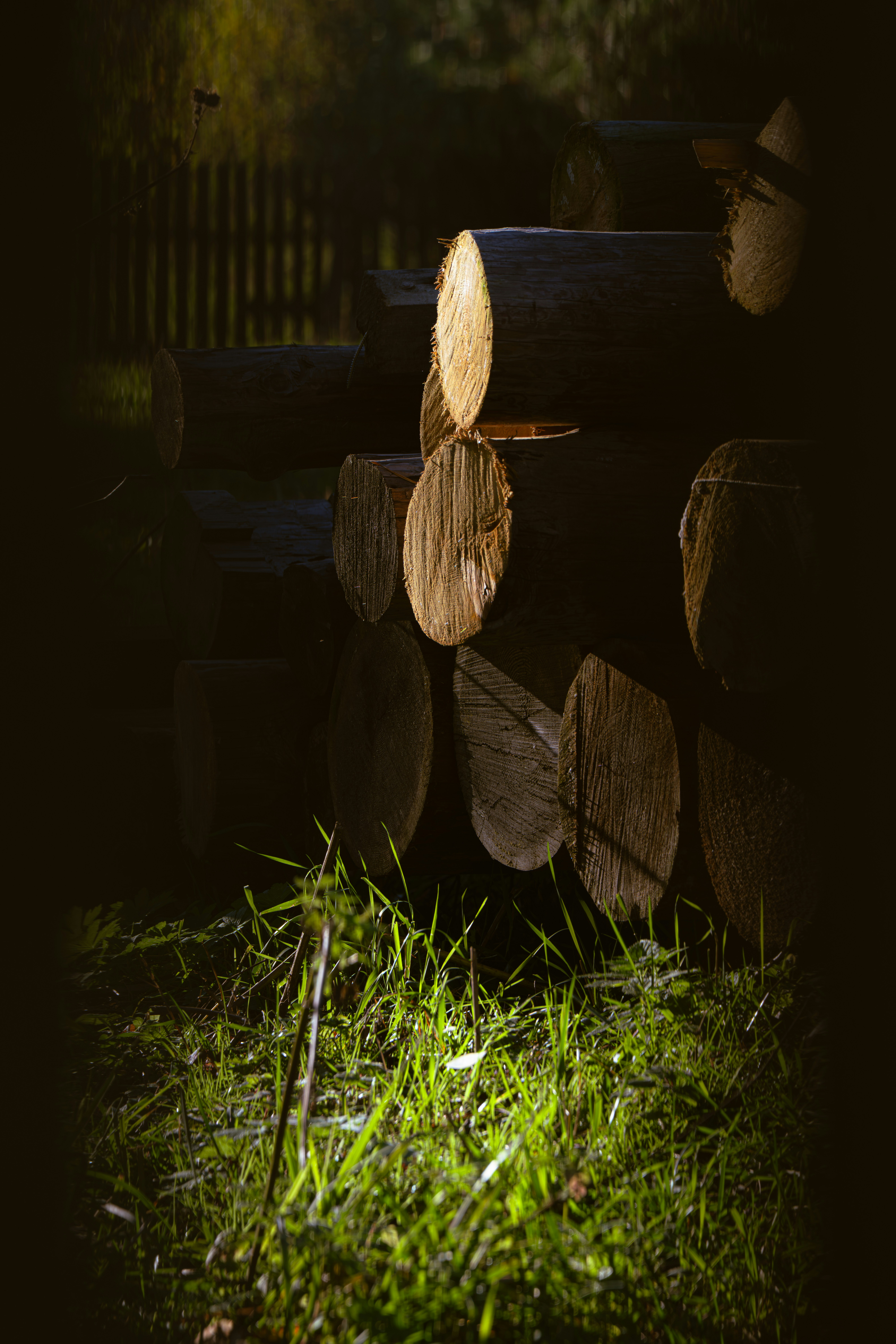 Sunlit Log Stack at Dusk