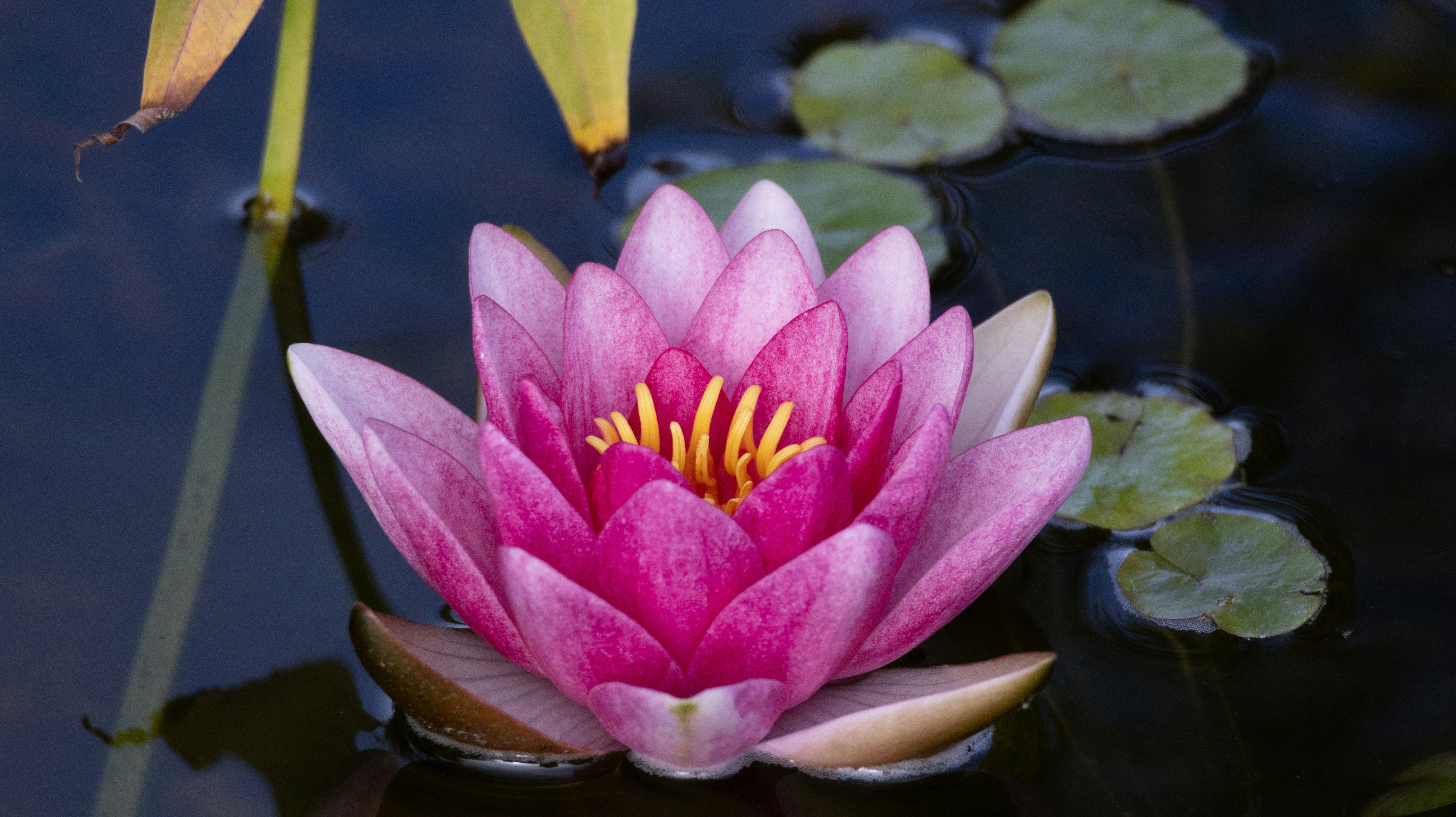 Pink Waterlily in Quiet Pond Bed