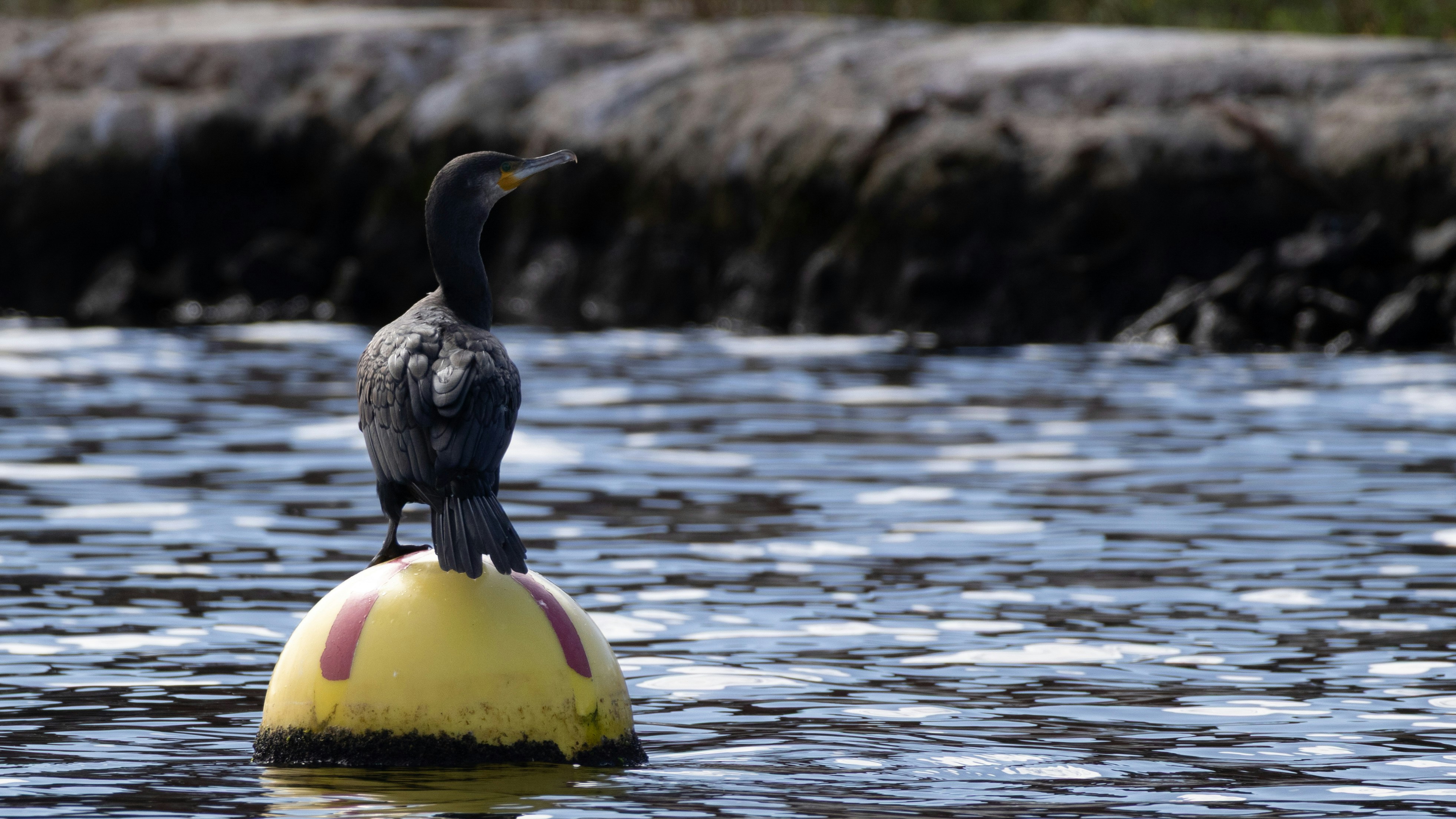 Cormorant perched atop a yellow buoy floats on calm water, with rocky shoreline in the background.