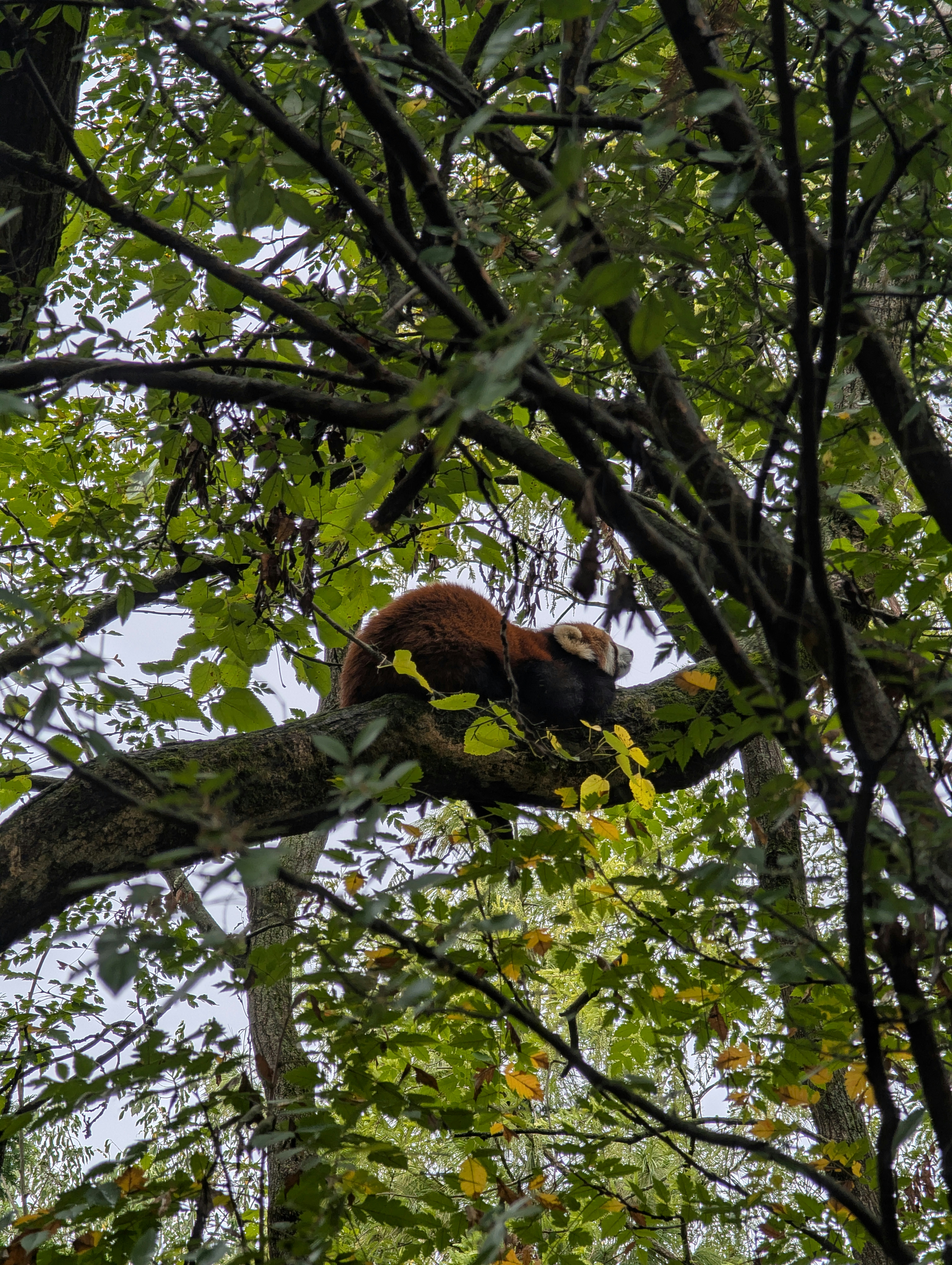 A red panda rests along a tree branch, surrounded by dense foliage and dappled light, highlighting its fur and the natural forest setting.