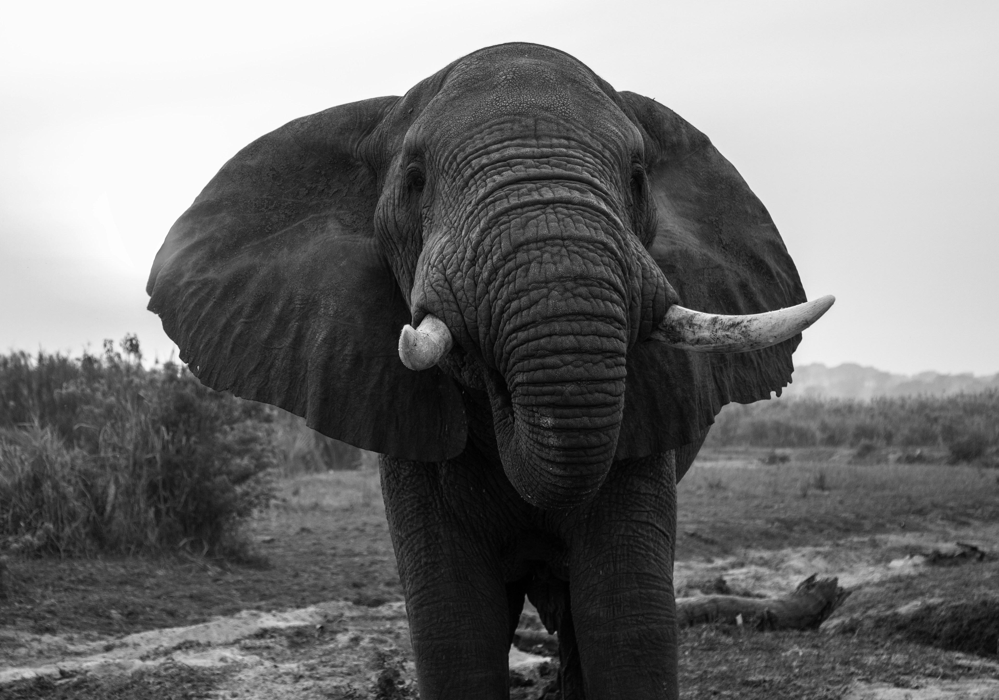 Front-and-Center: A Close-Up of an Elephant's Gaze