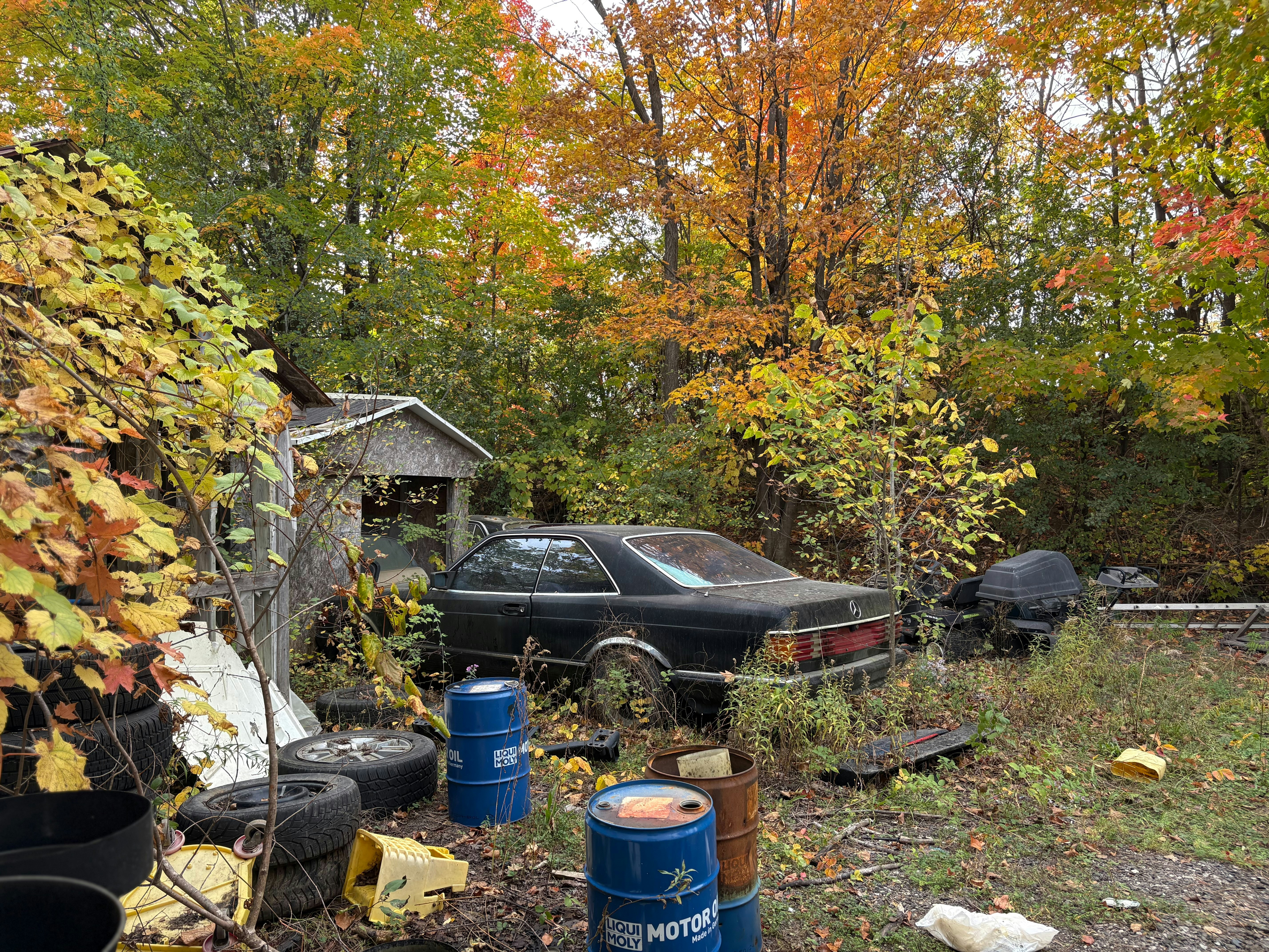 Overgrown Yard Noir: Abandoned Car Beneath Autumn Canopy