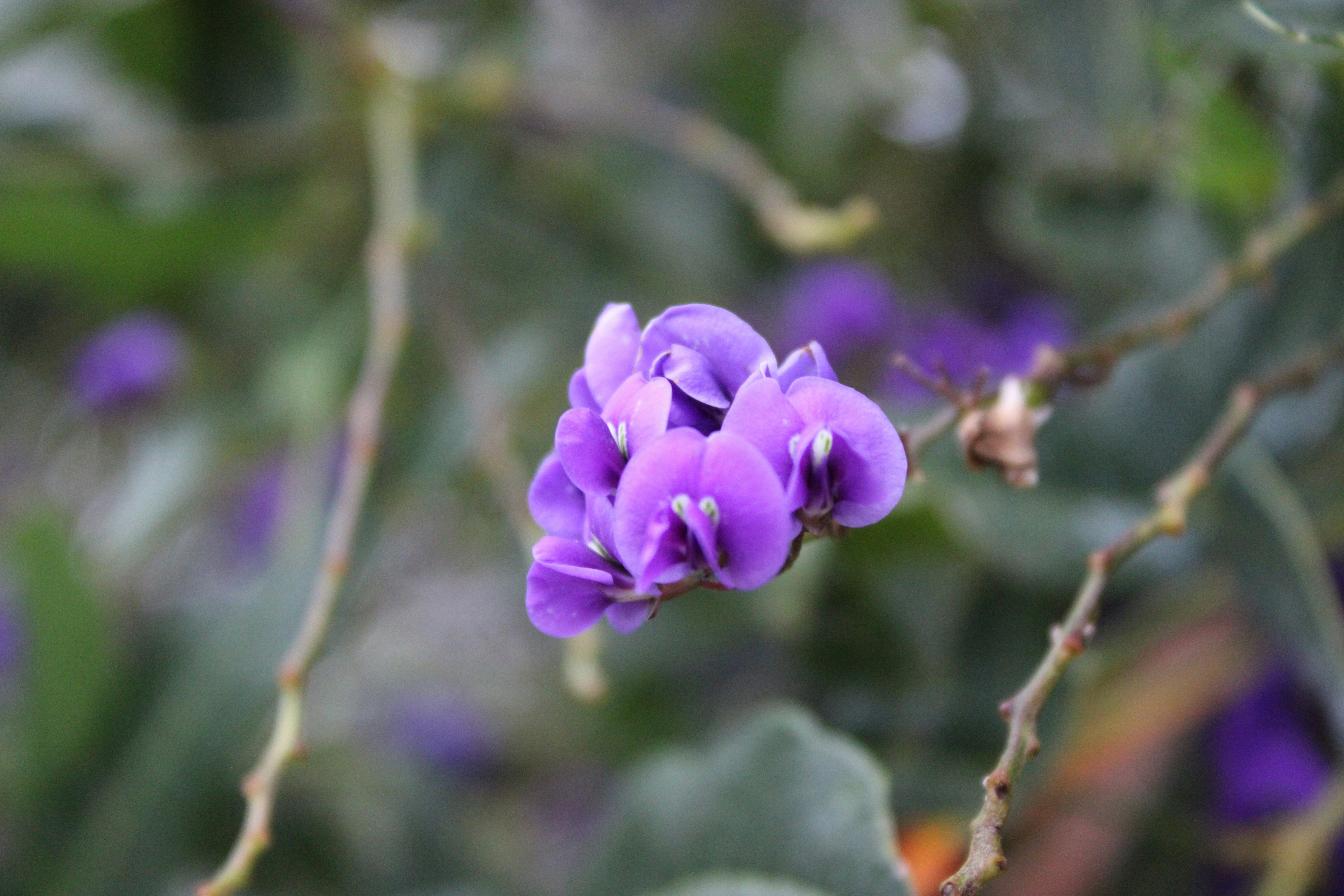 Close-up of a purple flower cluster with surrounding thorny stems in a softly blurred garden background. The composition emphasizes the vivid bloom as the focal point.