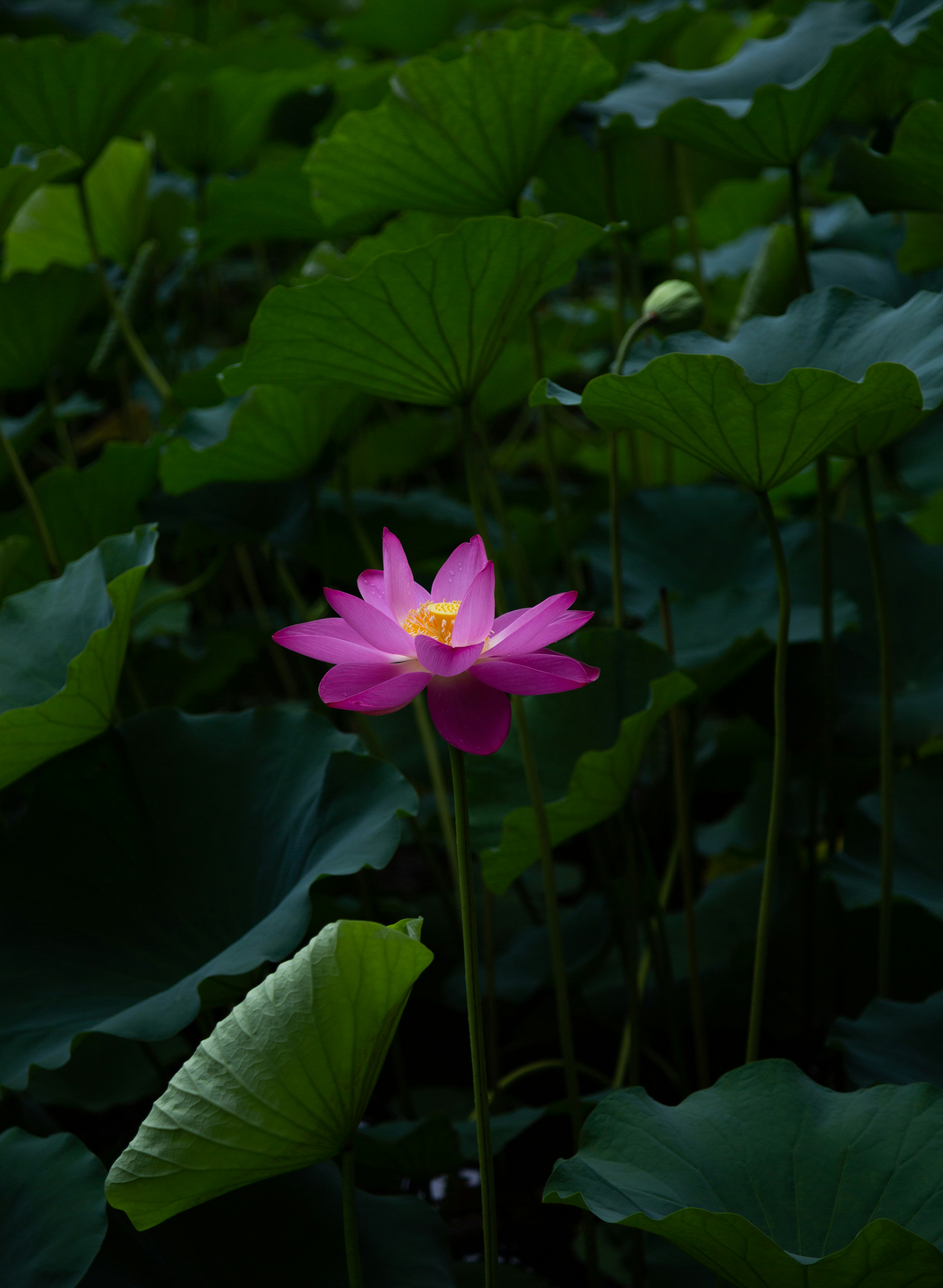 Pink Lotus Amid Dark Green Canopy