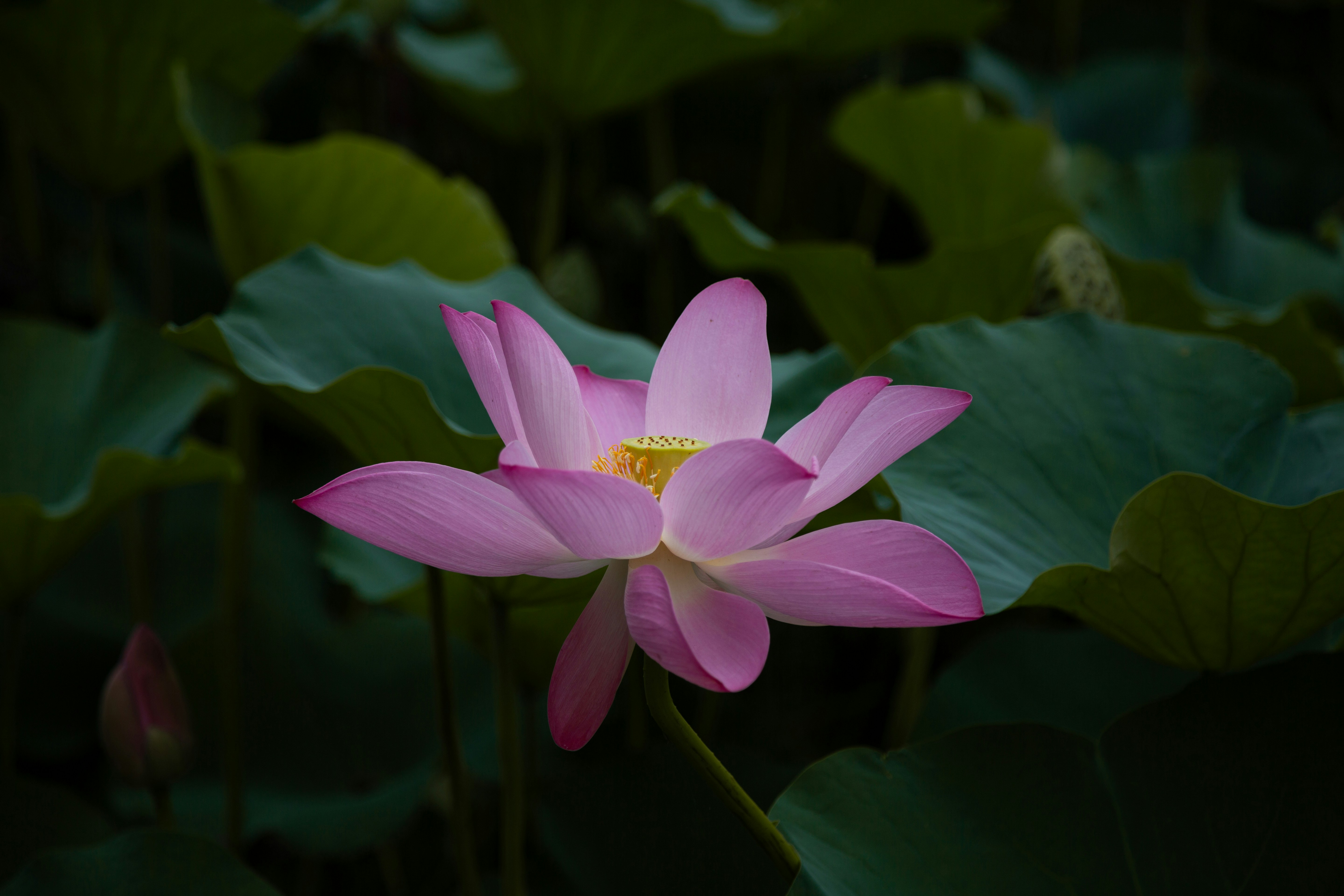 A flower among the leaves