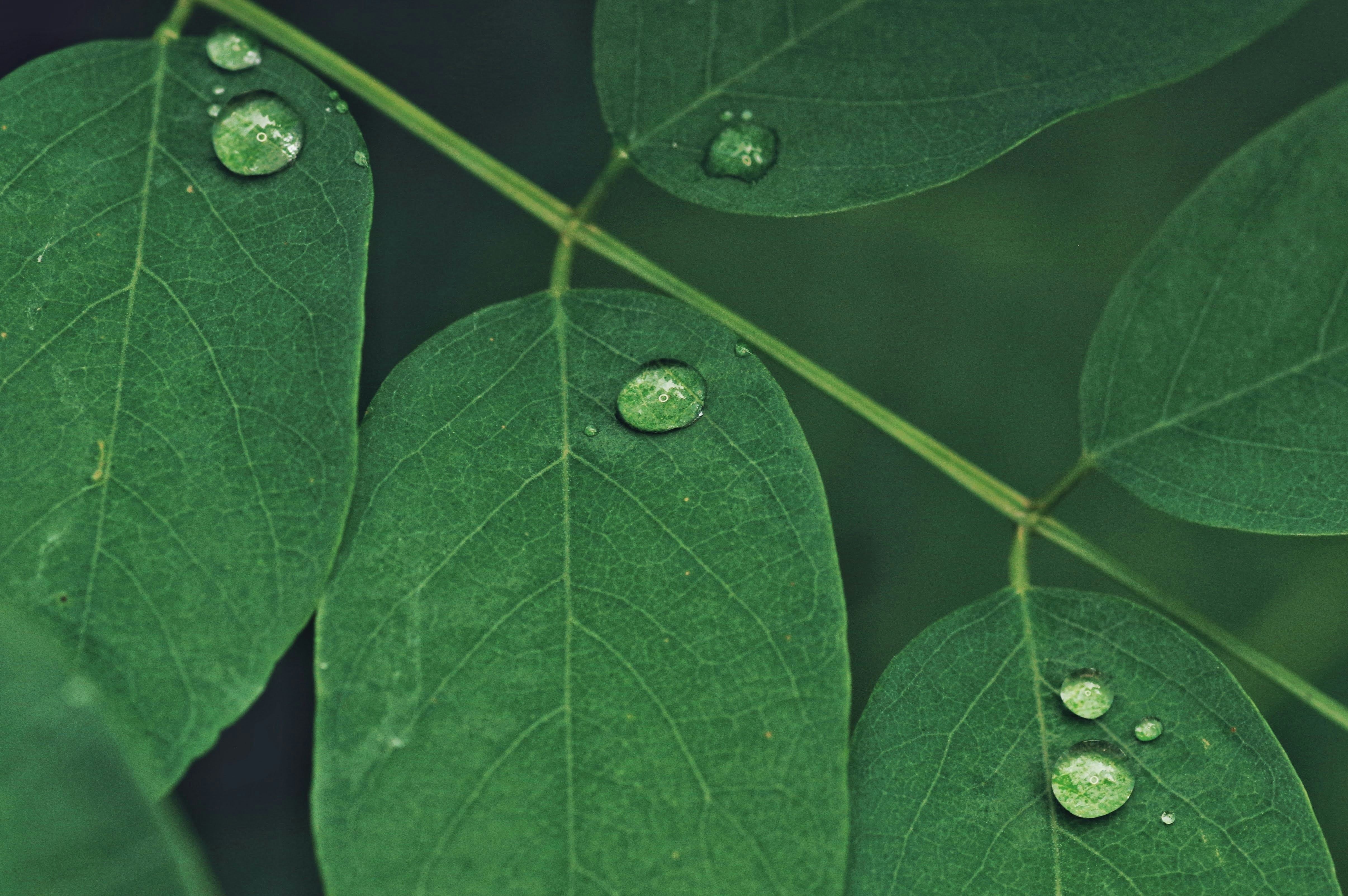 Drops on Vein: Close-Up of Dew-Ped Leaves