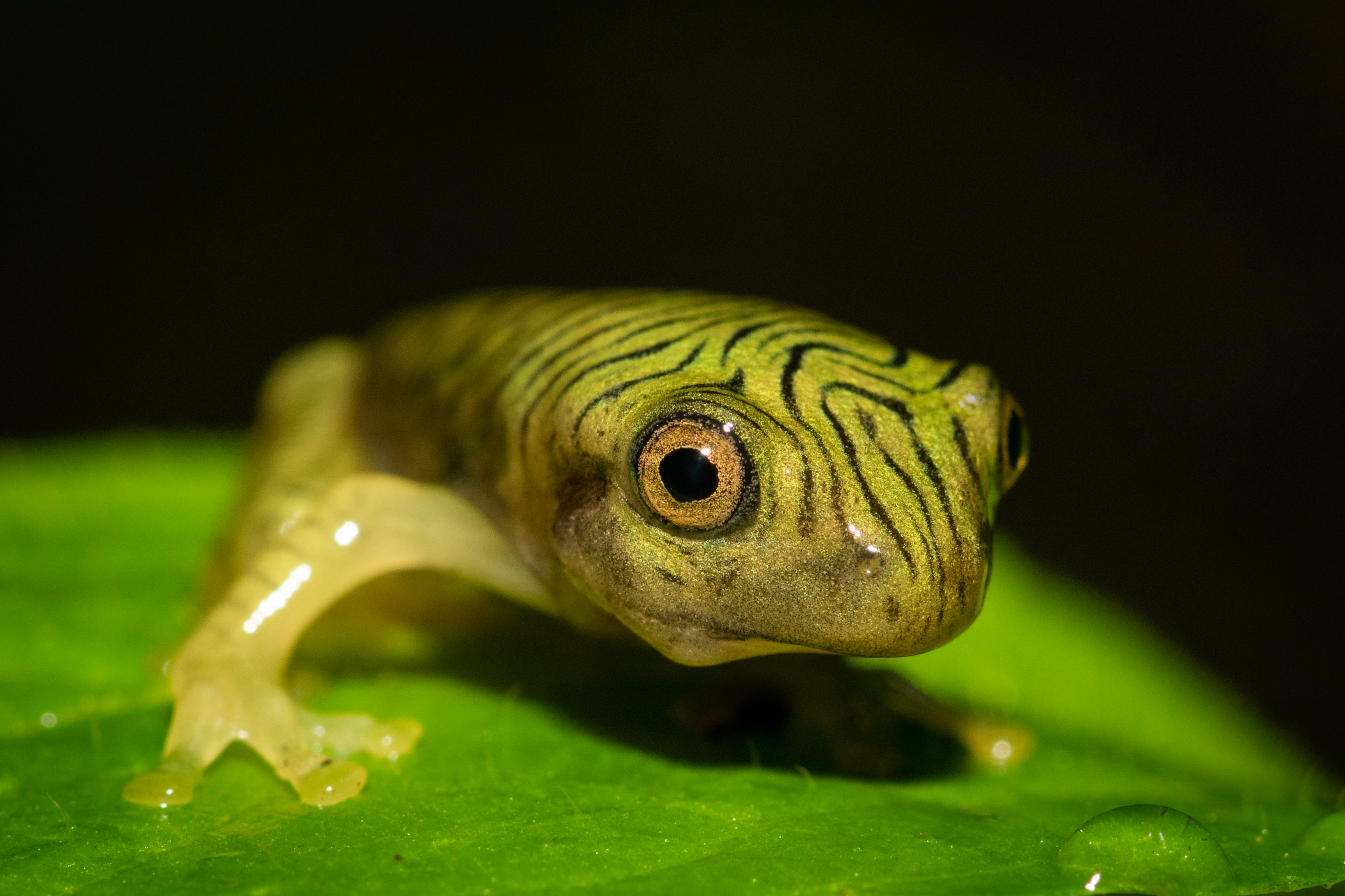 Luminous Gecko Lodged on a Green Leaf