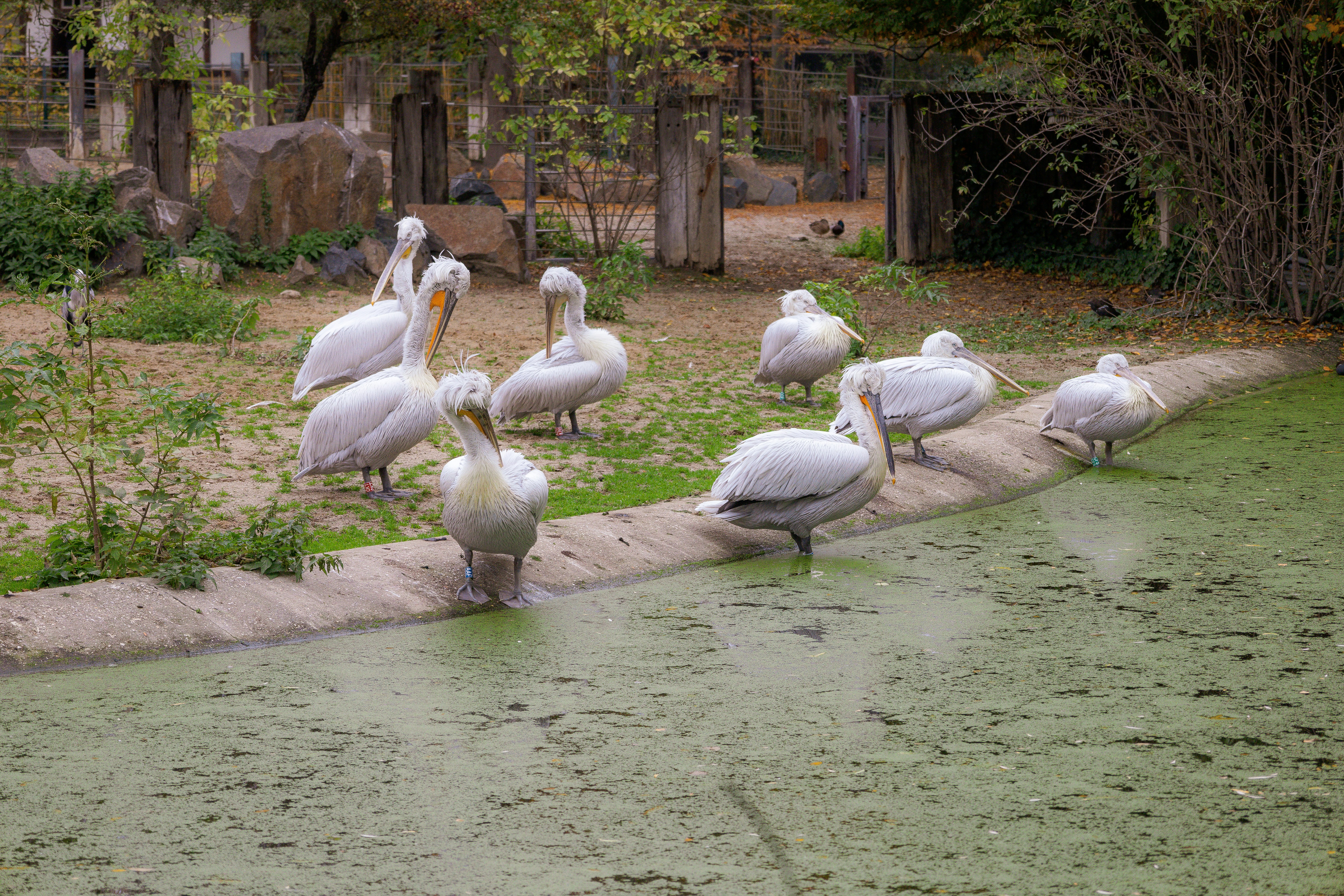 Group of white pelicans along a mossy pondbank with calm water and surrounding greenery.