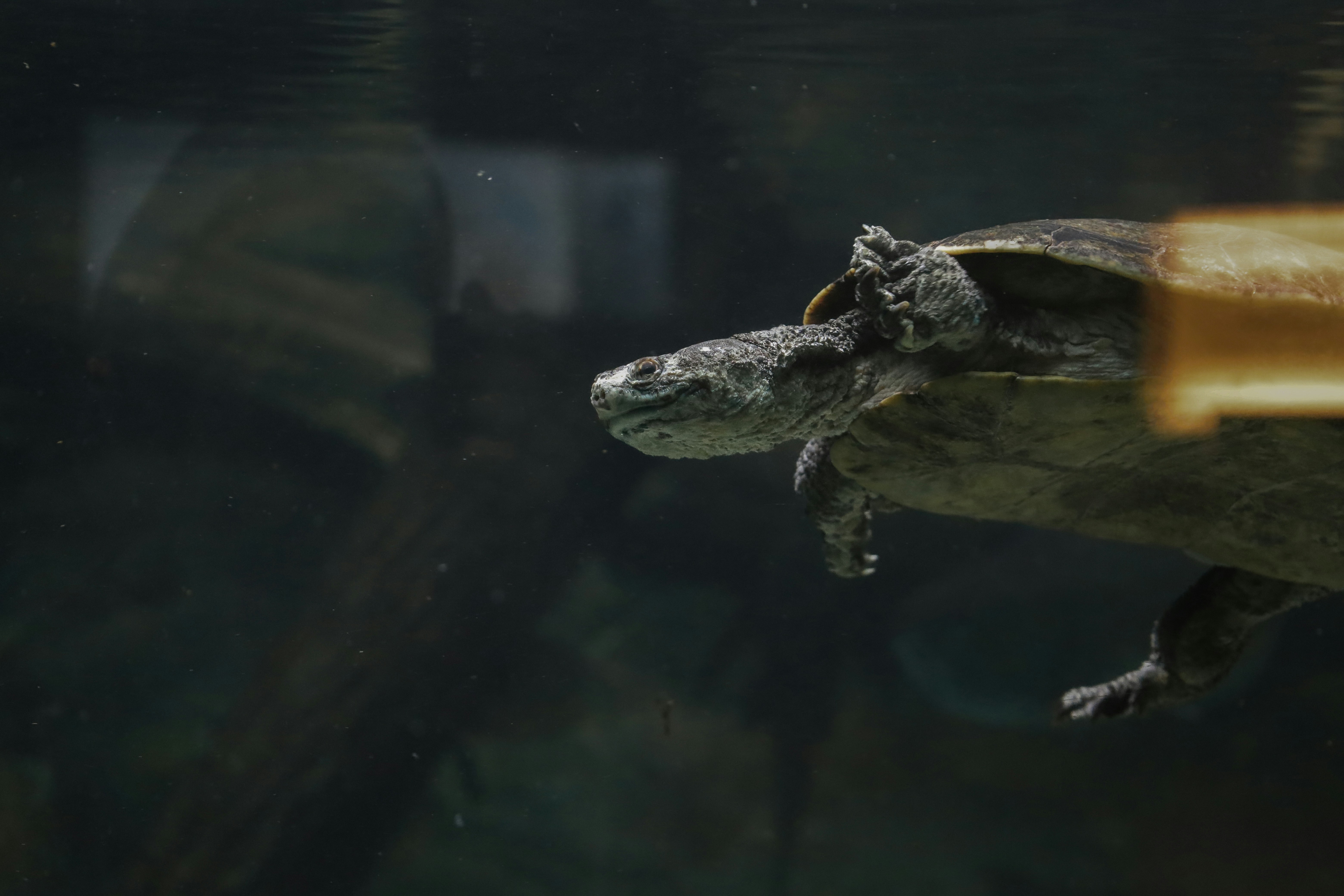 A croc glides underwater along a glass tank, its snout and textured skin visible in muted, shadowed tones. The scene emphasizes stillness and curiosity inside an enclosure.