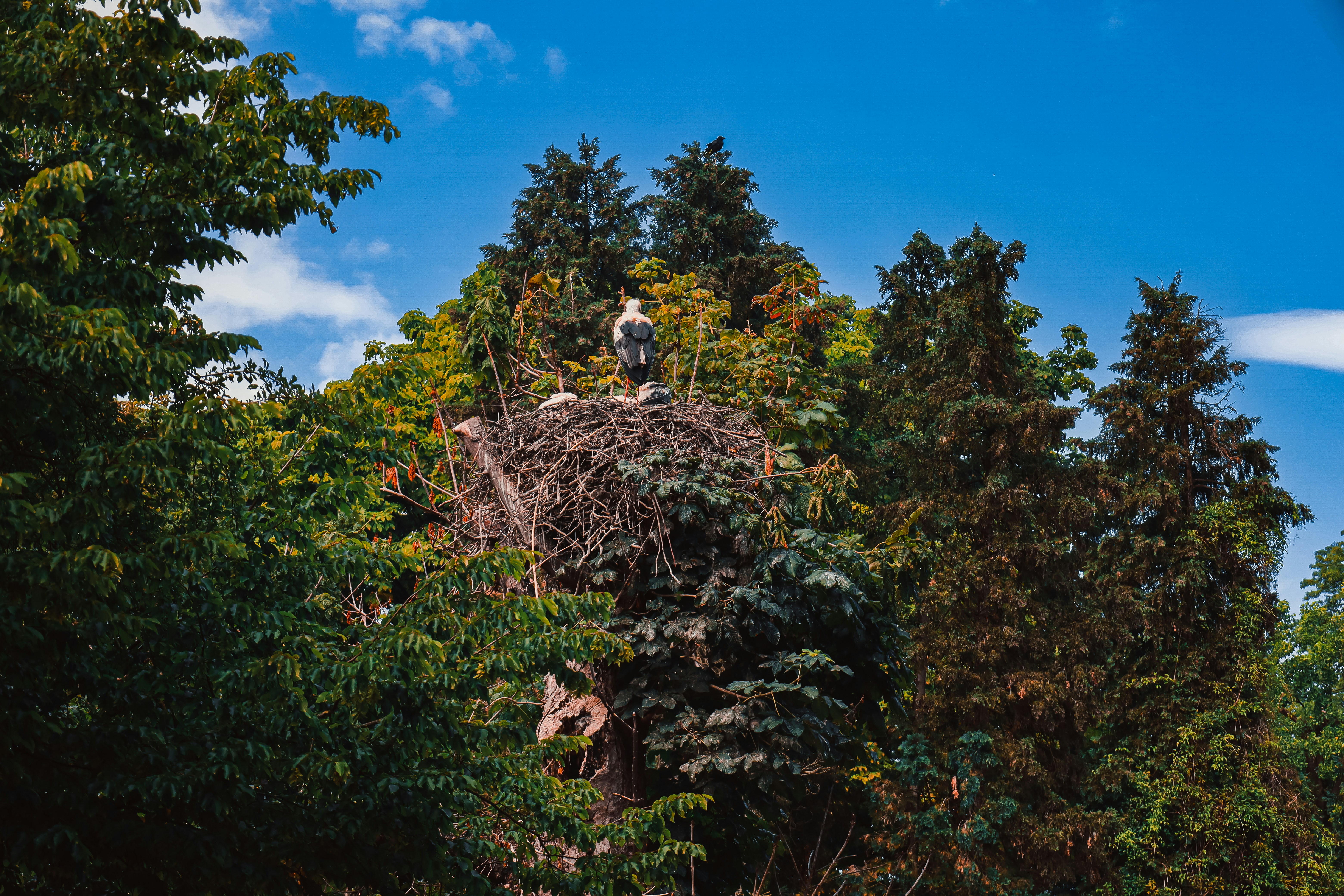 Top of the Canopy: A Figure Standing Among Umbrella of Leaves