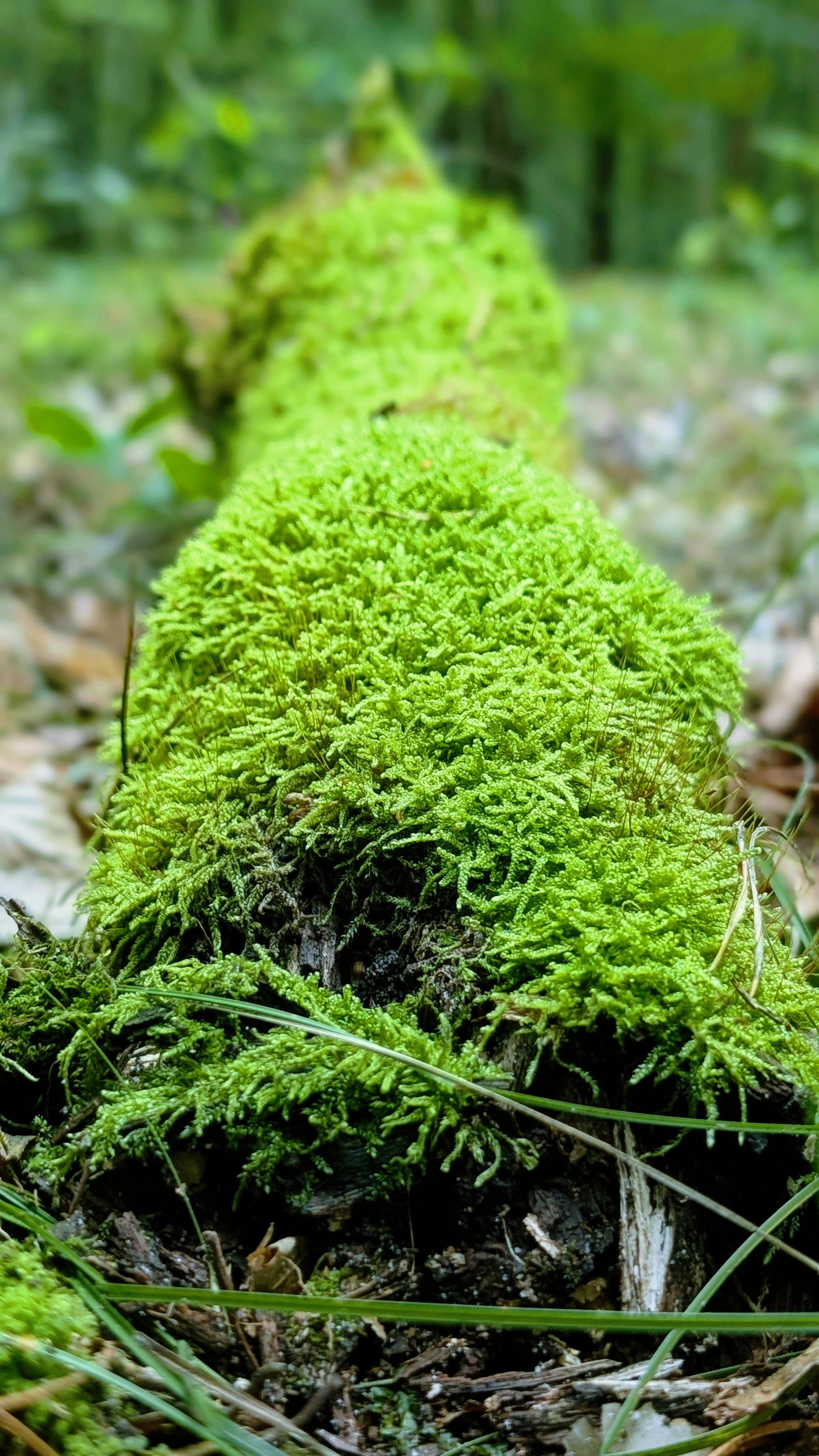 Emerald Spine: Moss-Covered Log Reaching Into a Quiet Forest