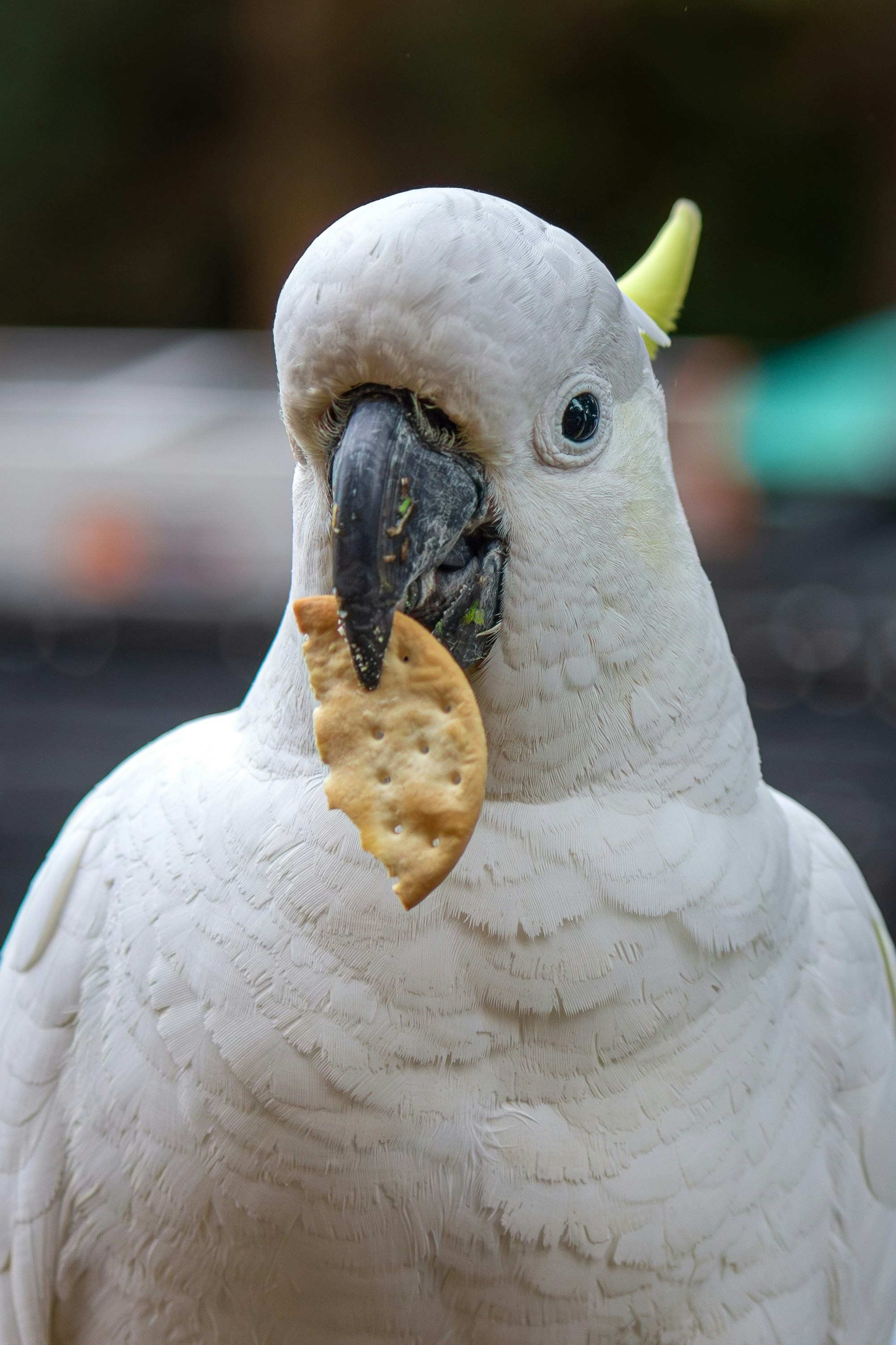 White Cockatoo with Snack: A Close-Up of Feathery Focus