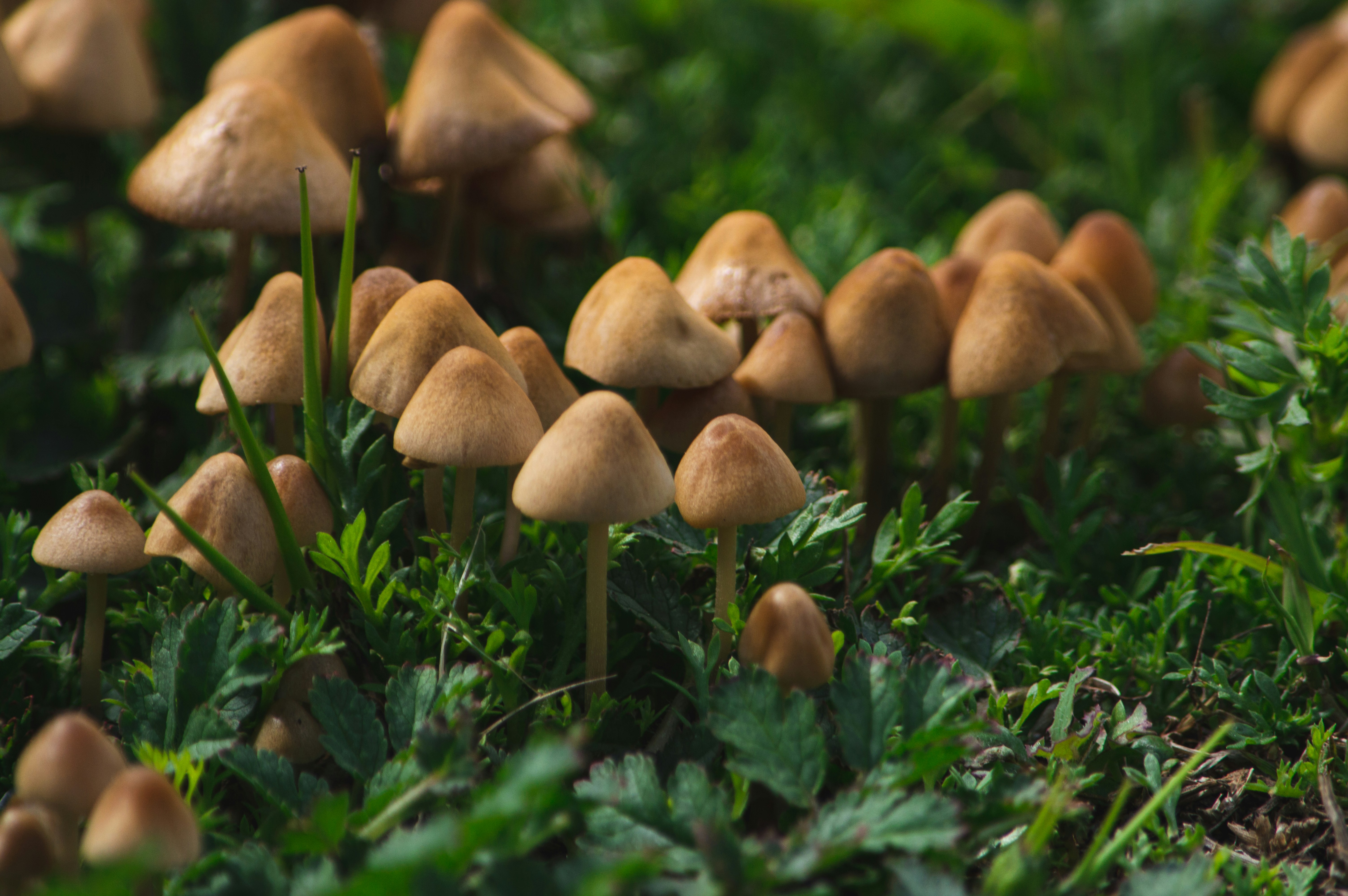 Mushroom Choir in a Quiet Forest Floor
