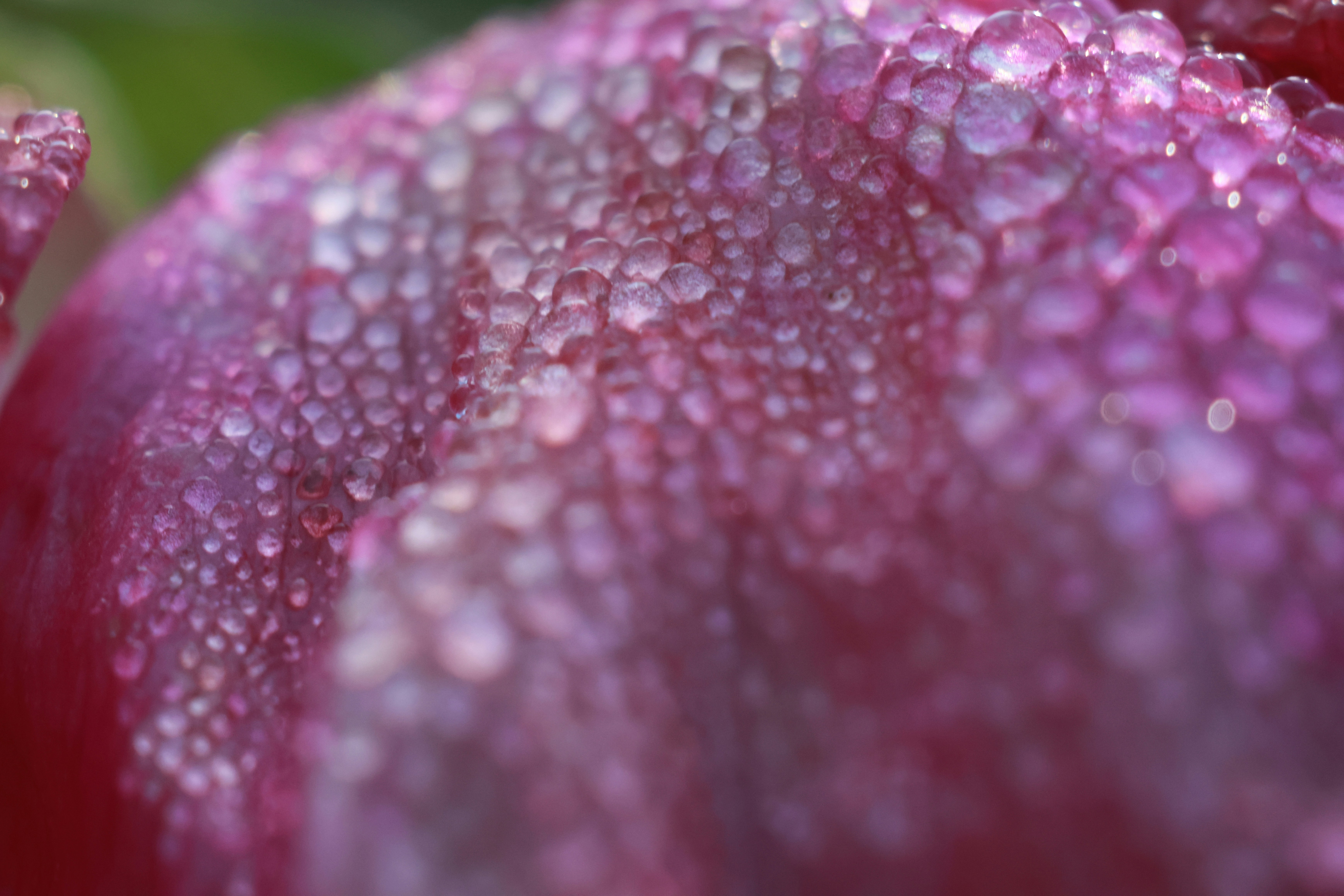 Dew-dusted Petal Microcosm