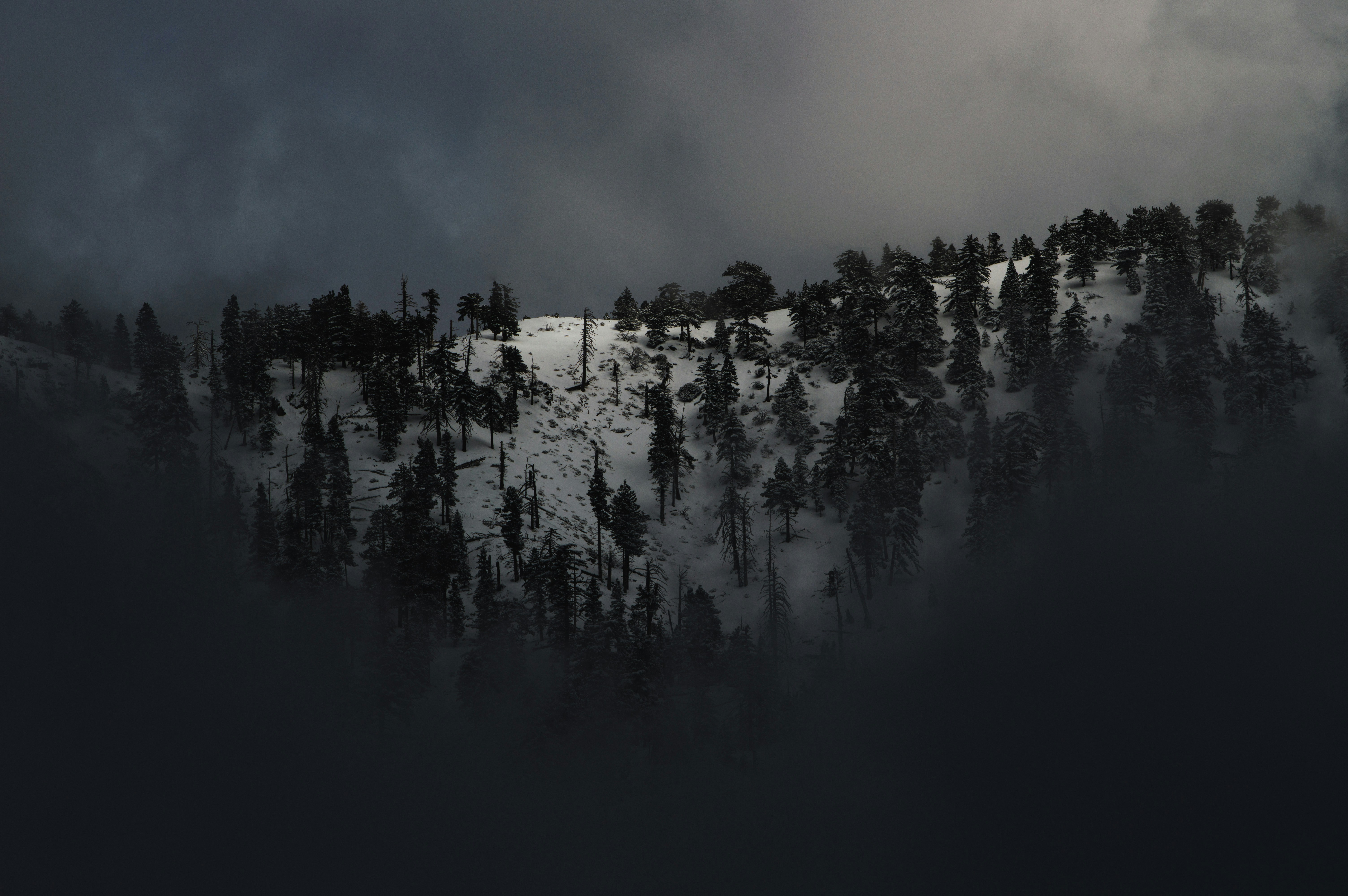Mist-Clad Ridge: Snow-Capped Pine Outline Emerging from Shadows