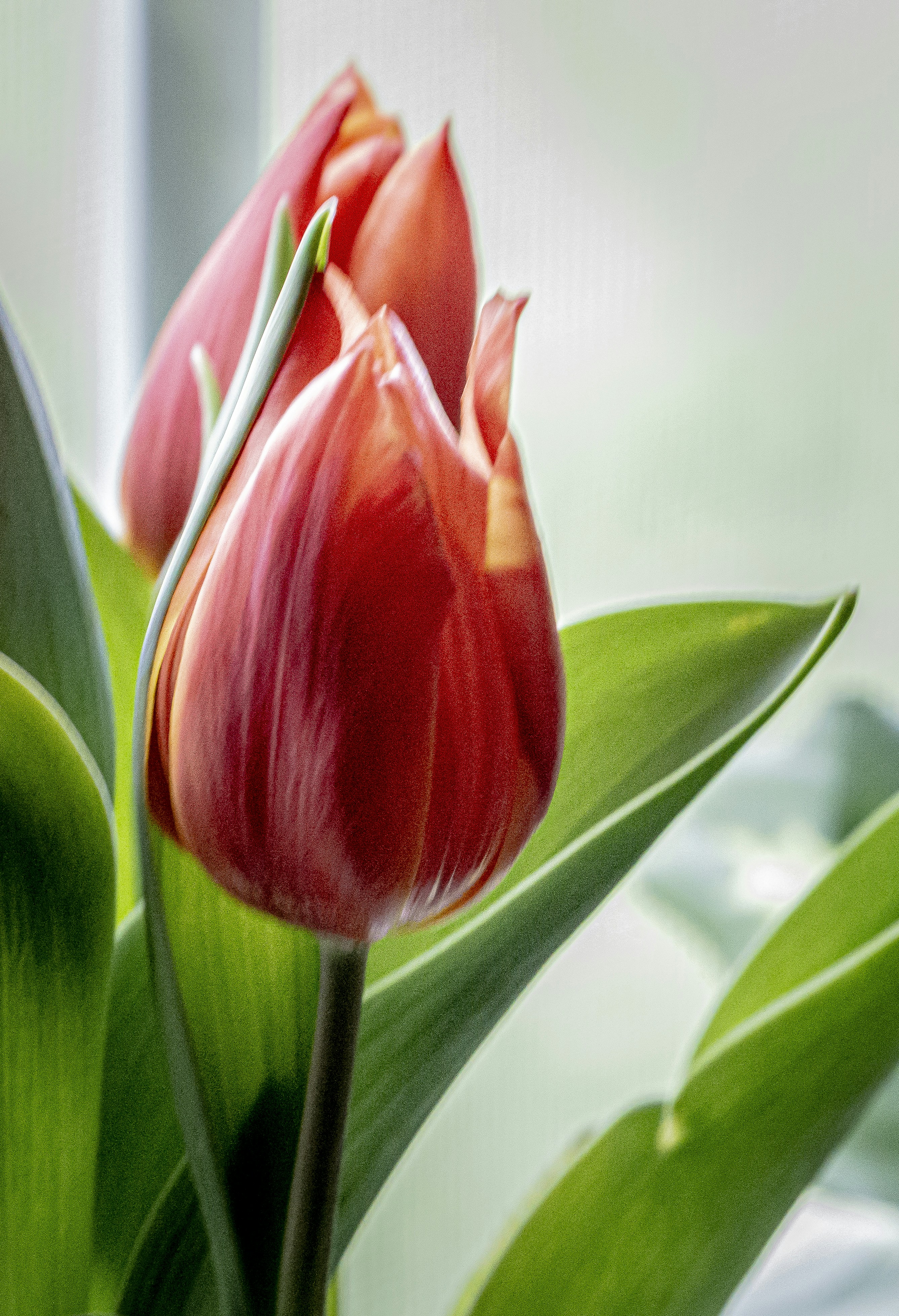Close-Up Tulip Burst: Red Petals and Green Fronds in Soft Backlight