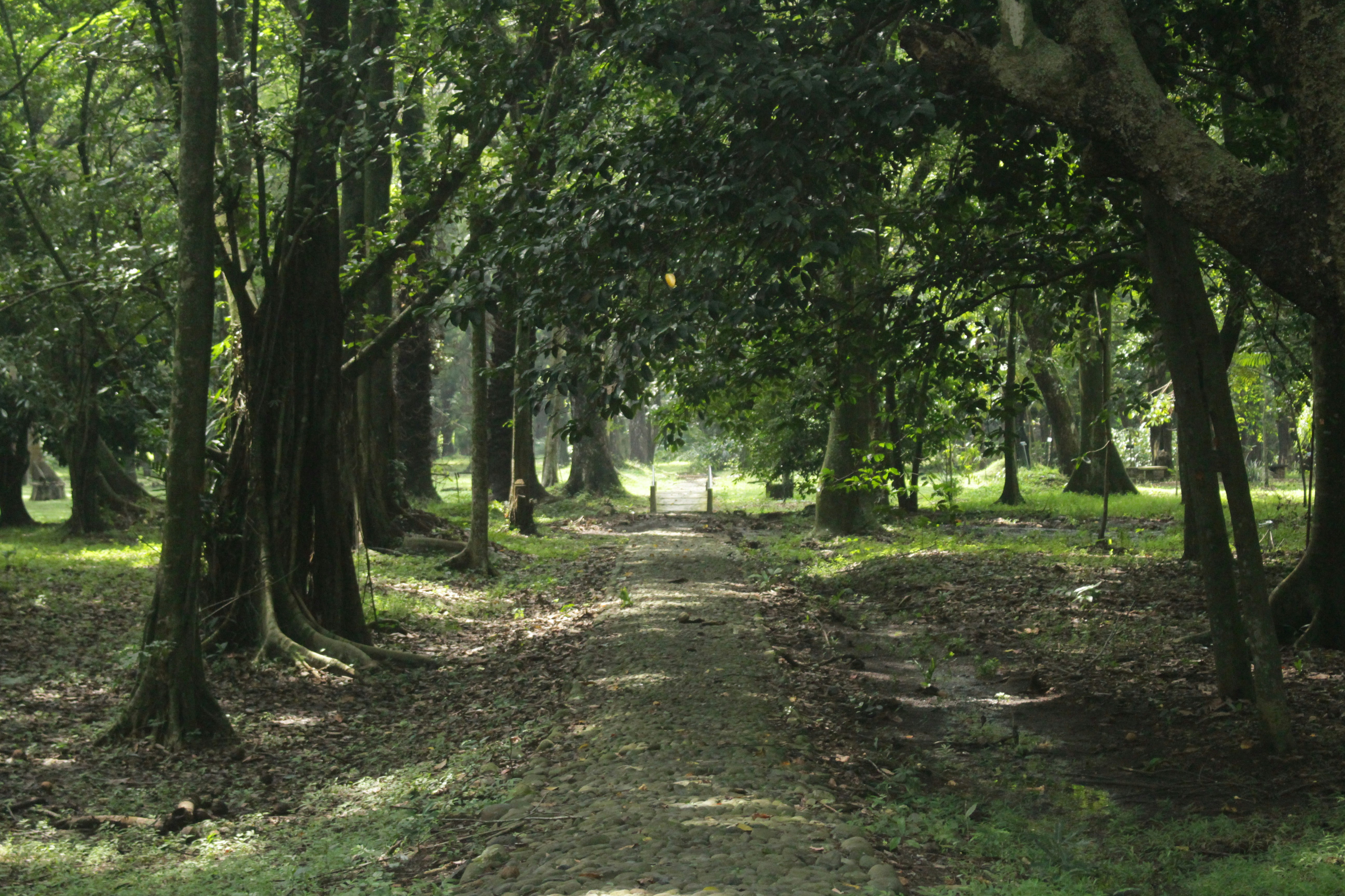 Sunlit Forest Corridor: A Quiet Path Through the Trees