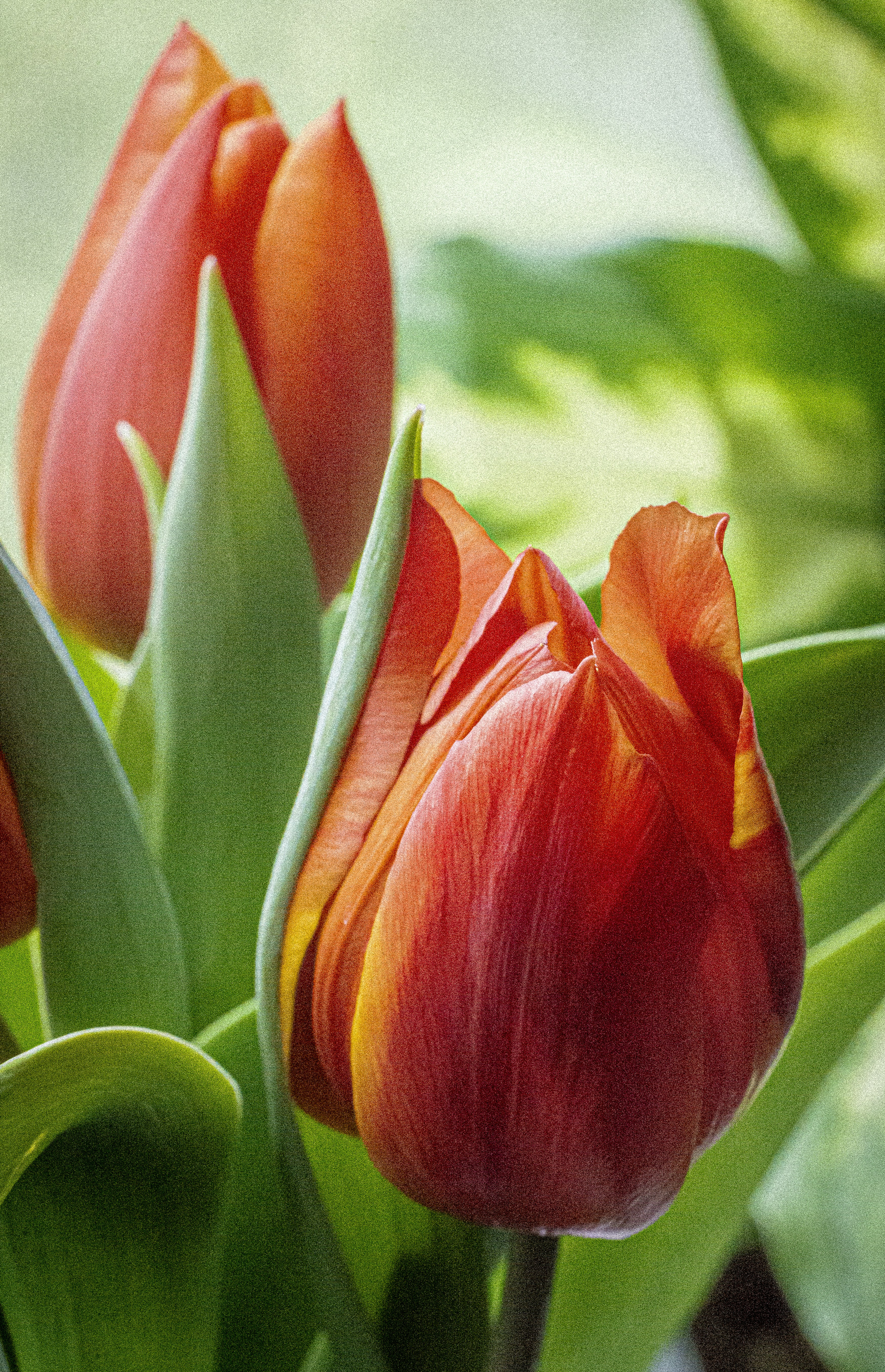 Close-up of Coral Tulip Buds: Quiet Fire in Spring Green