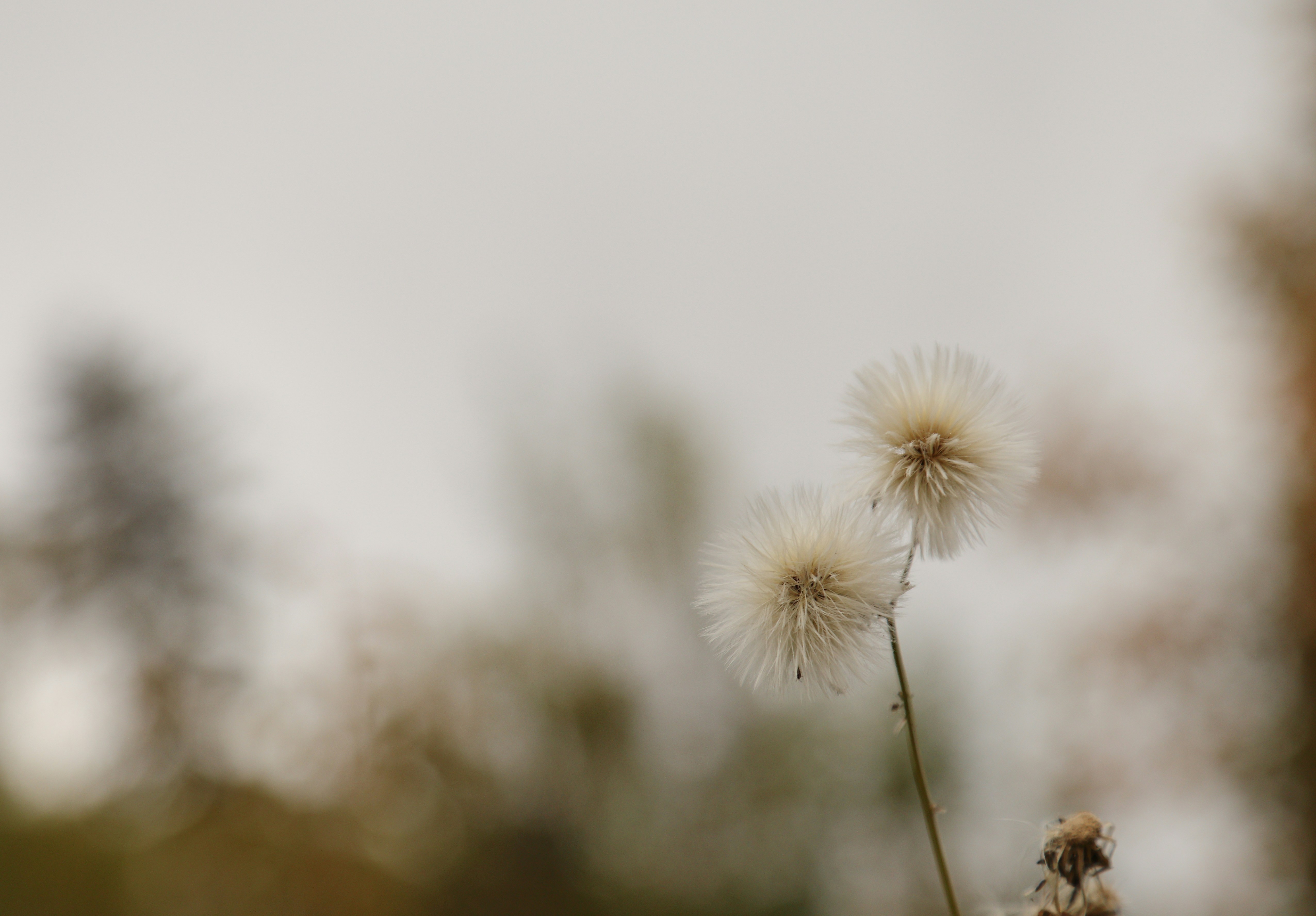 Whispering Dandelions: A Delicate Bloom Against Soft Blur