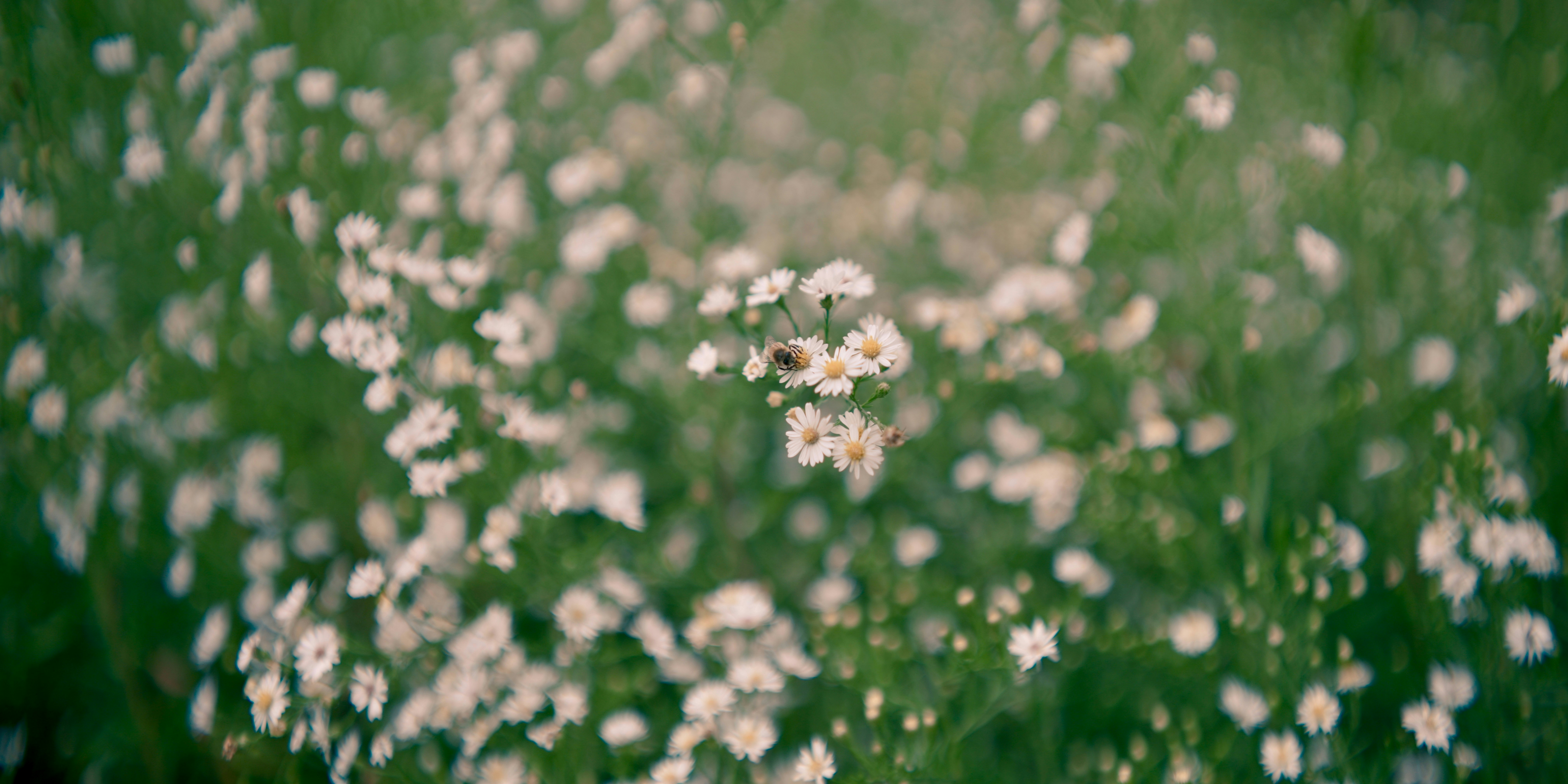 Close-up of a small cluster of white daisies amid a green meadow, with a shallow depth of field and bokeh in the background.