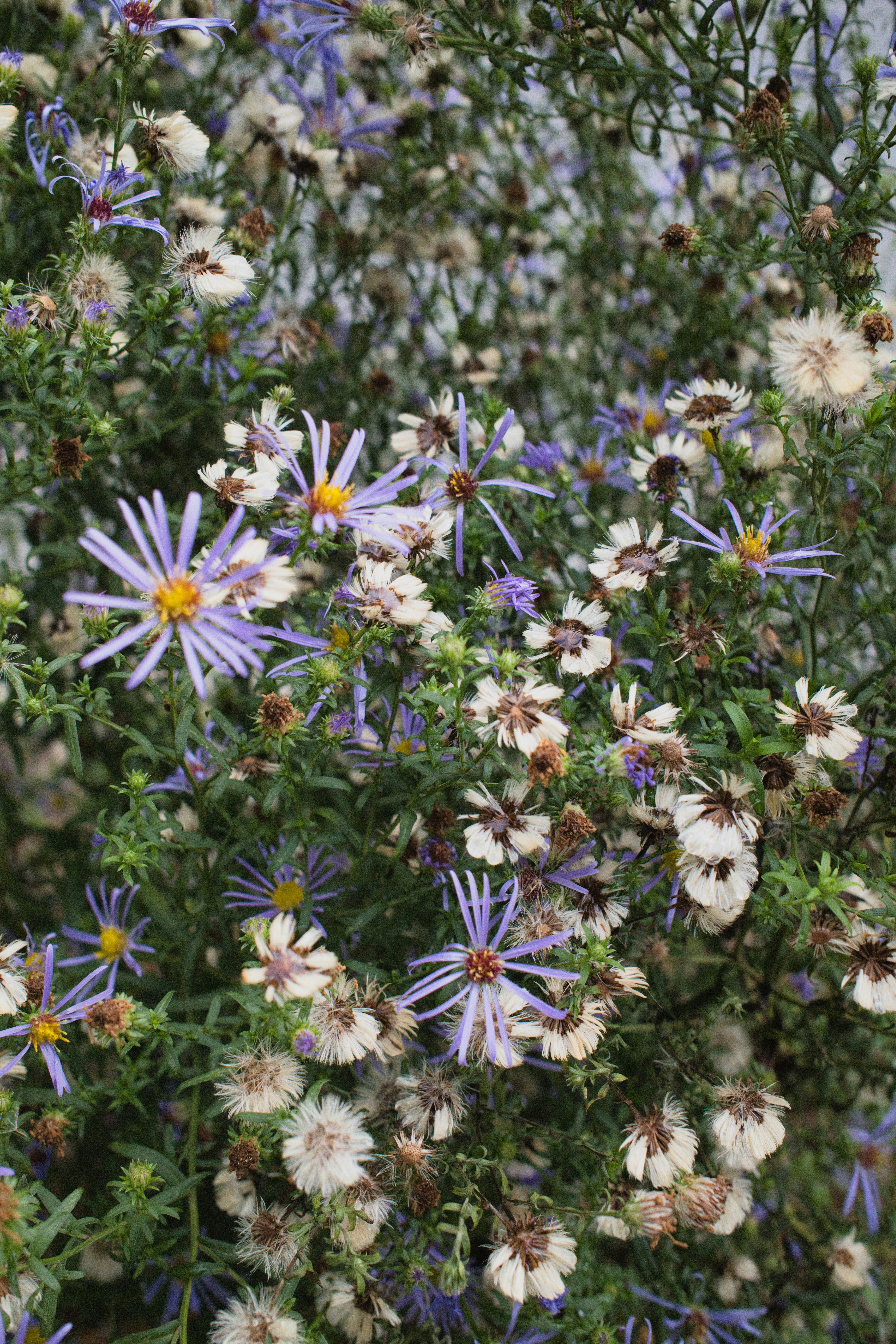 Lavender Blooms in Soft Focus Meadow