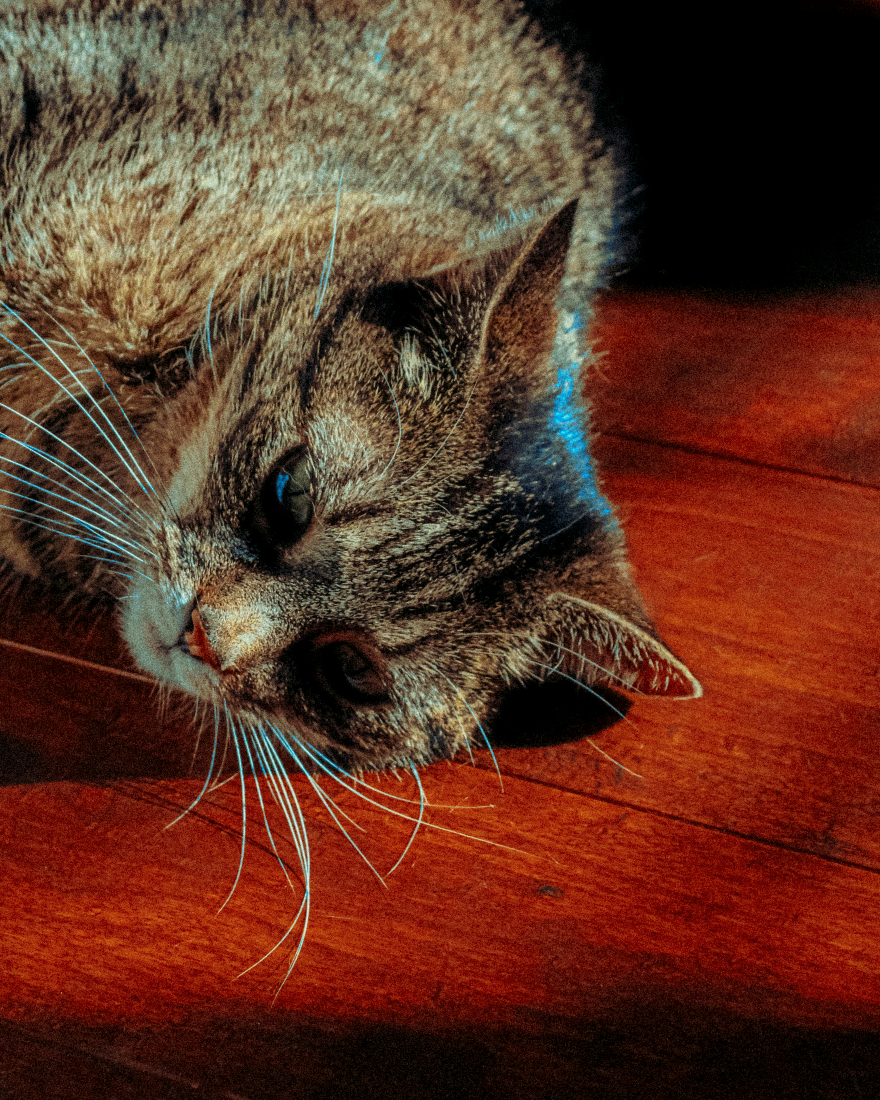 Downy Slumber: A Tabby’s Quiet Rest on a Warm Wooden Floor