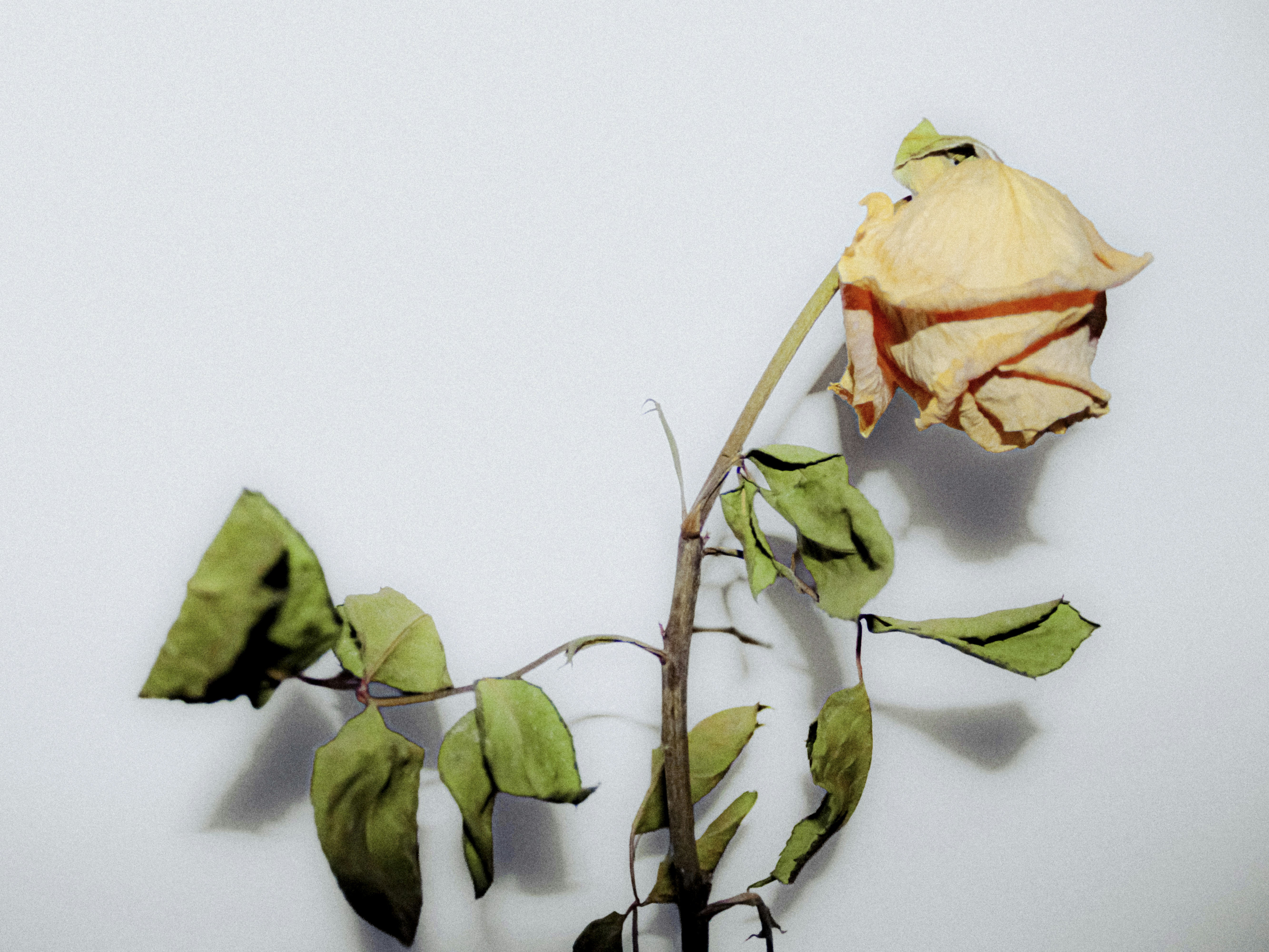 Fall of the Petal: A Withered Rose Against a Pale Backdrop