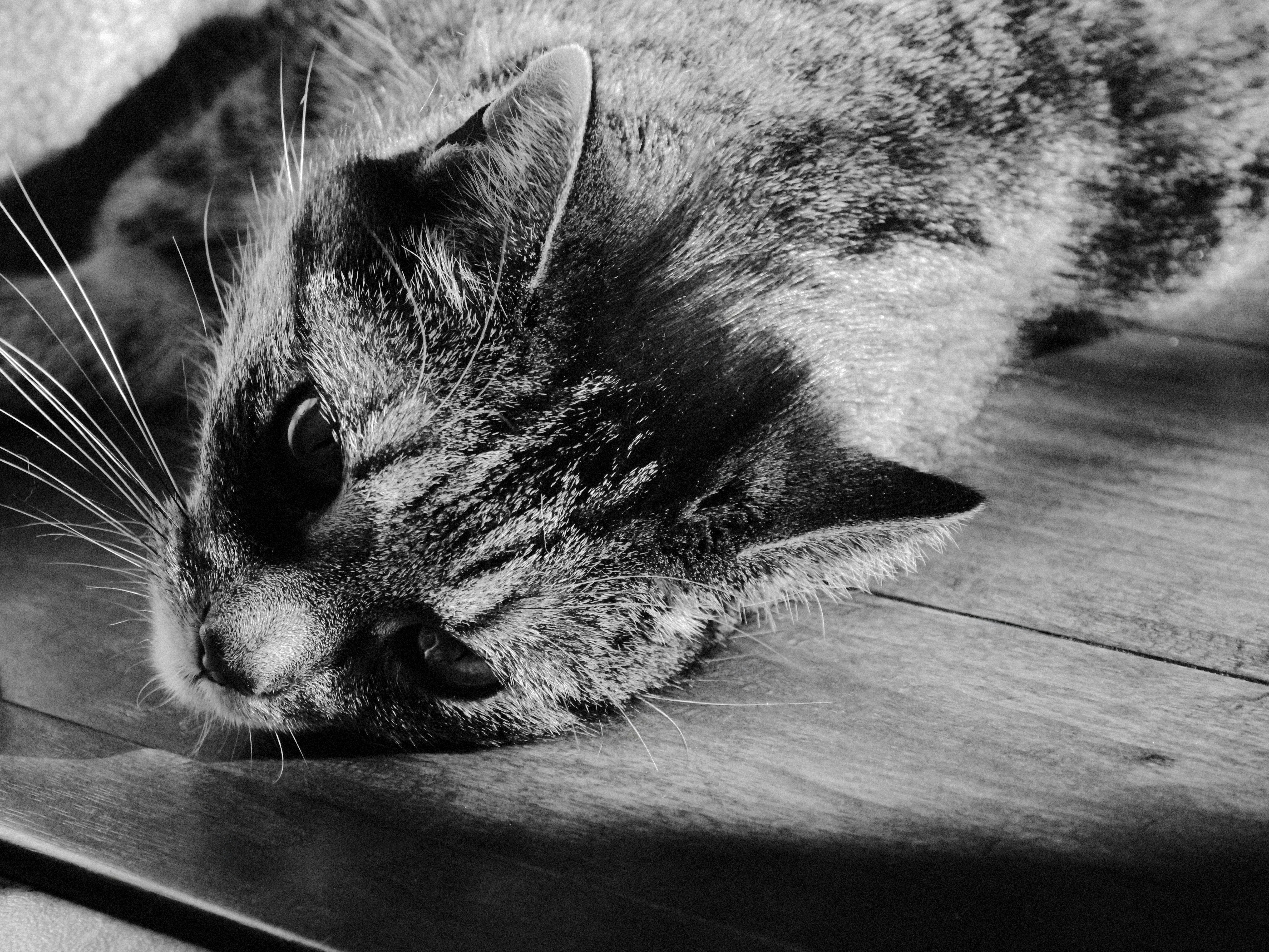 Curled Quiet: A Tabby Resting in Sunlit Wood Grain