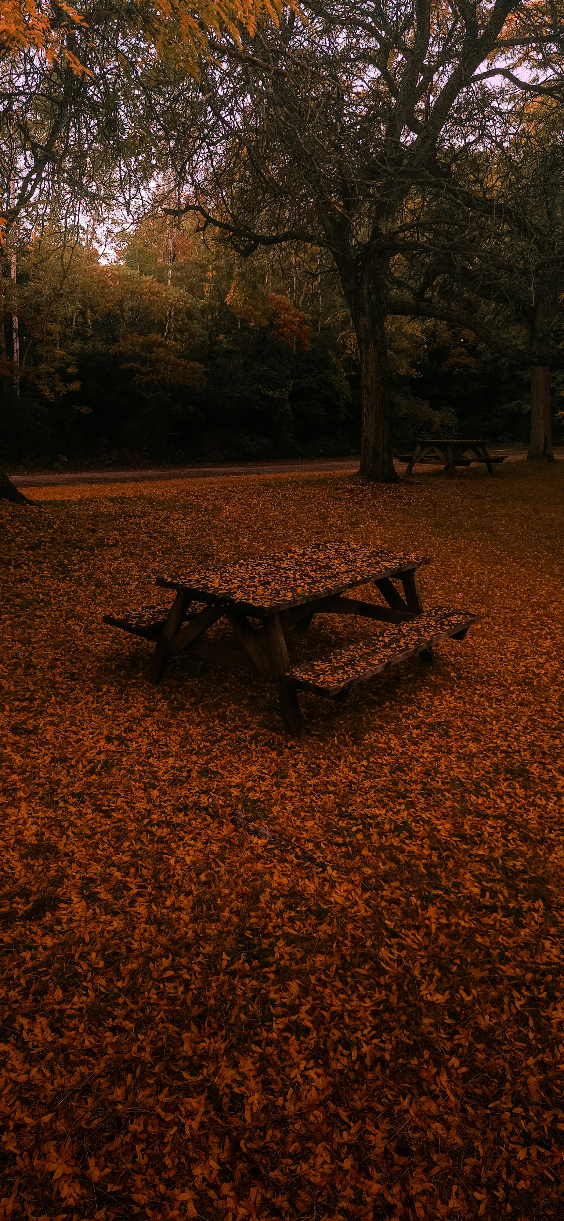 Autumn Picnic Table Beneath Drowsy Canopy
