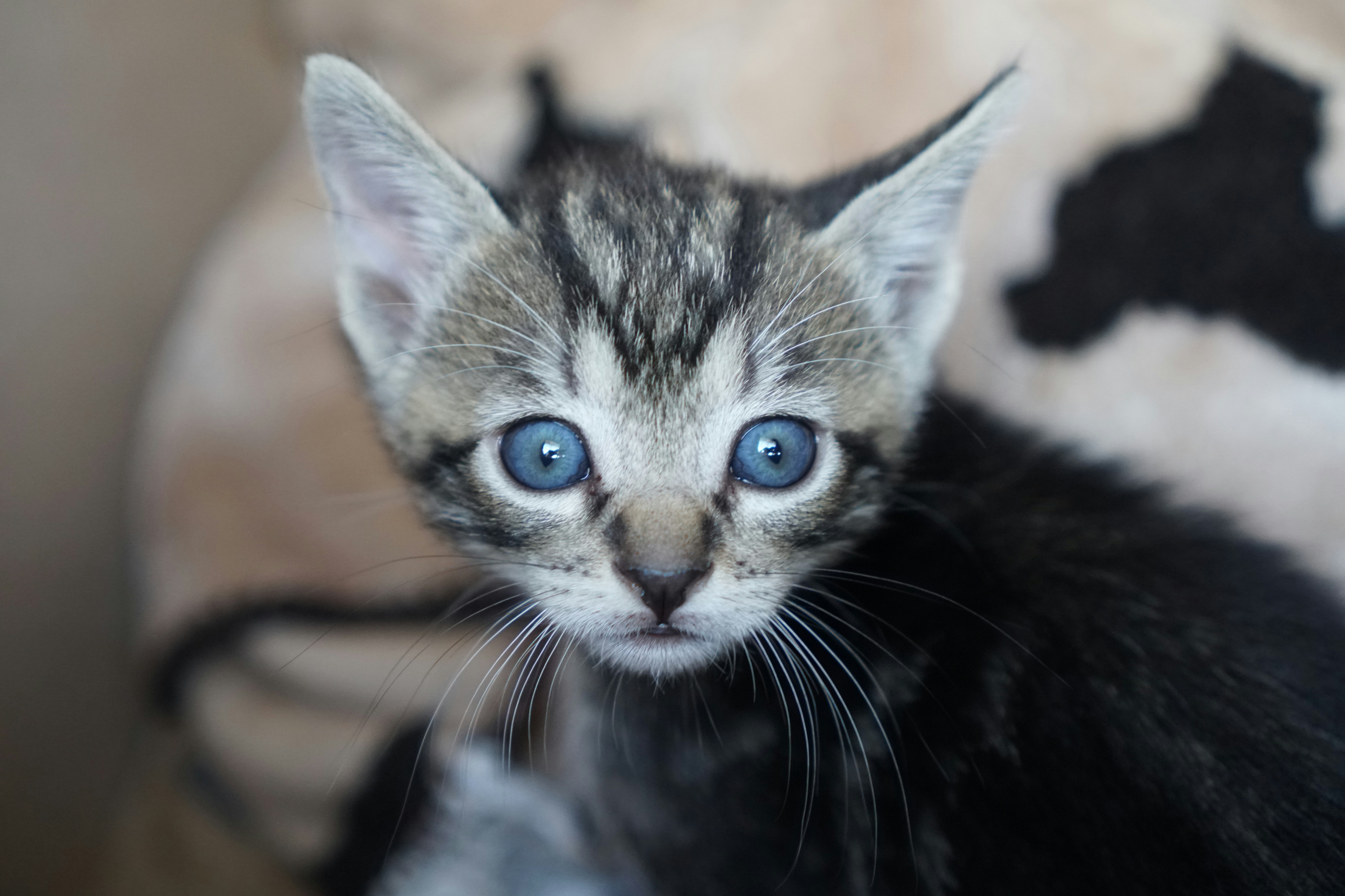 Emerald Gaze: A Curious Kitten in Focus
