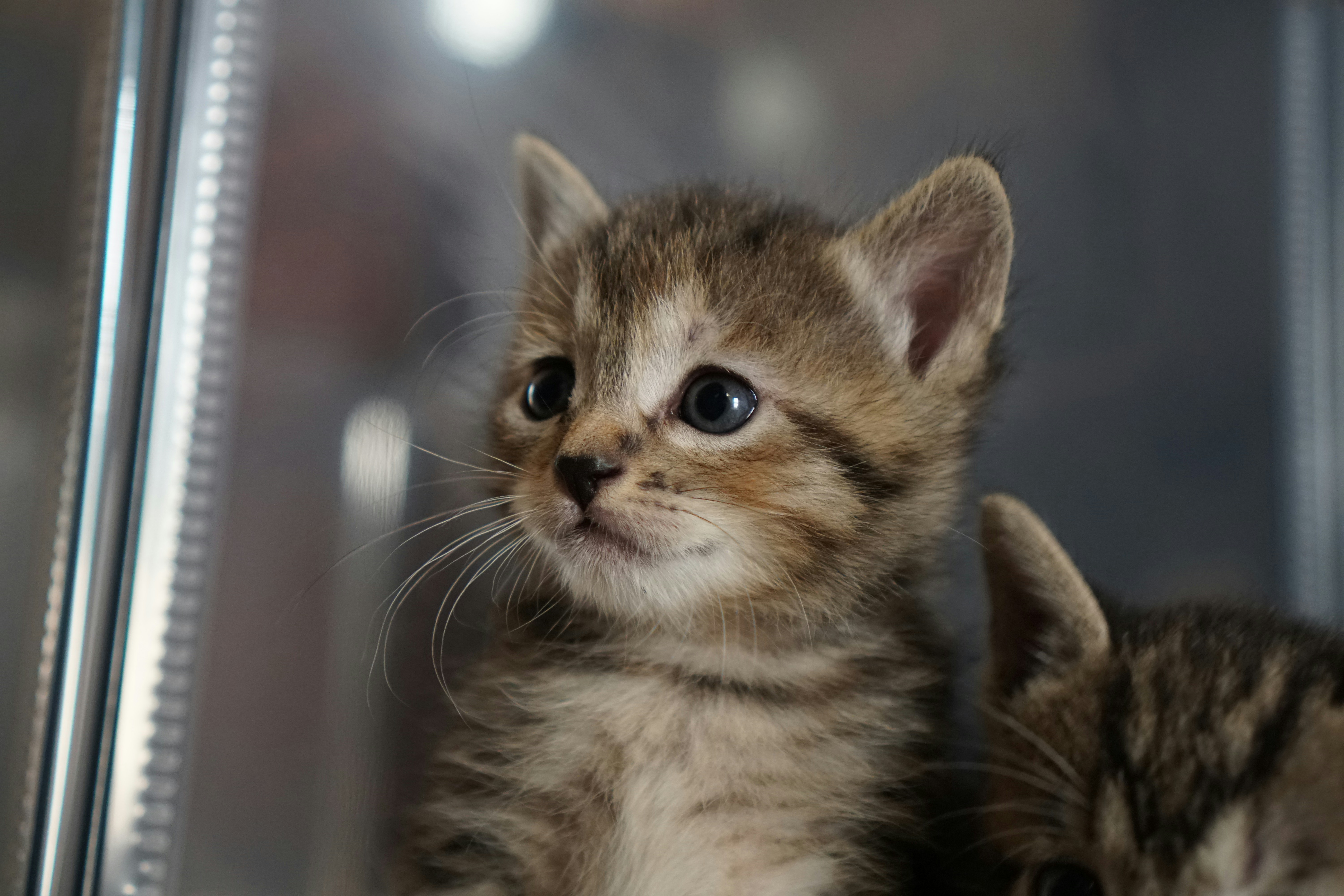 Curious Kitten at the Glass Door