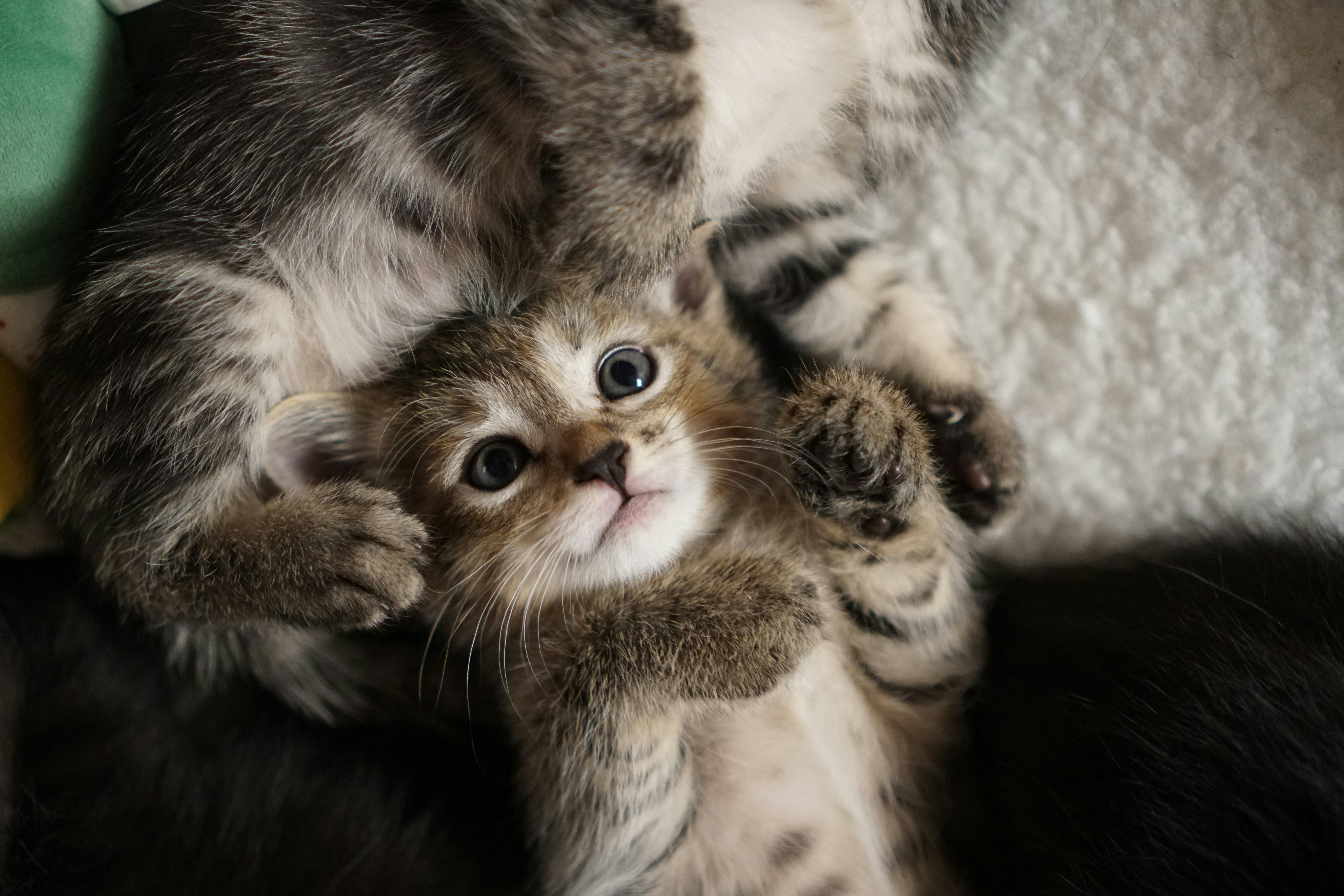 Tiny Paws, Big Mischief: Kitten Surrounded by Fluff in Playful Moment