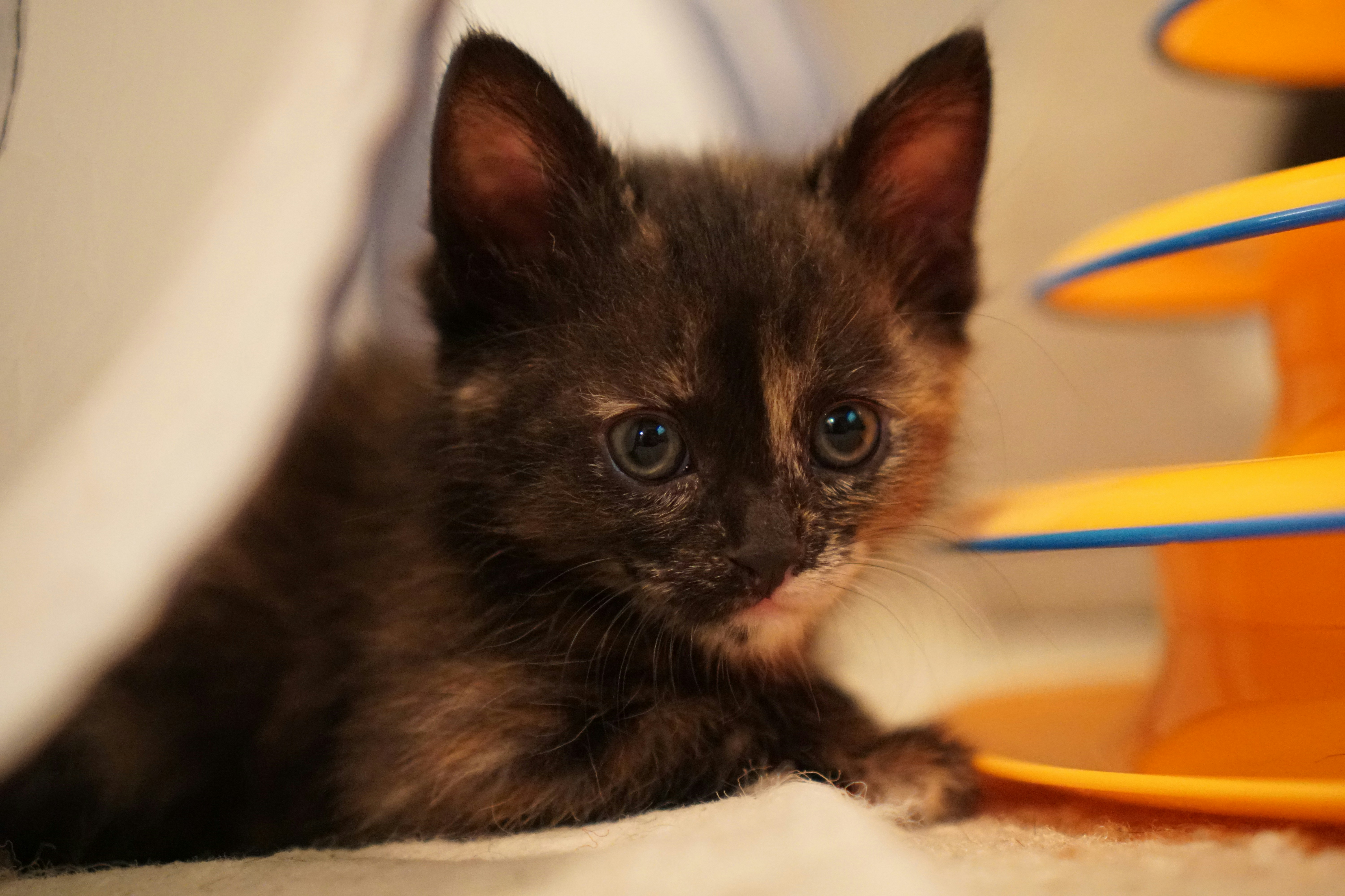 Curious Calico—A Tiny Feline Reaches for the World