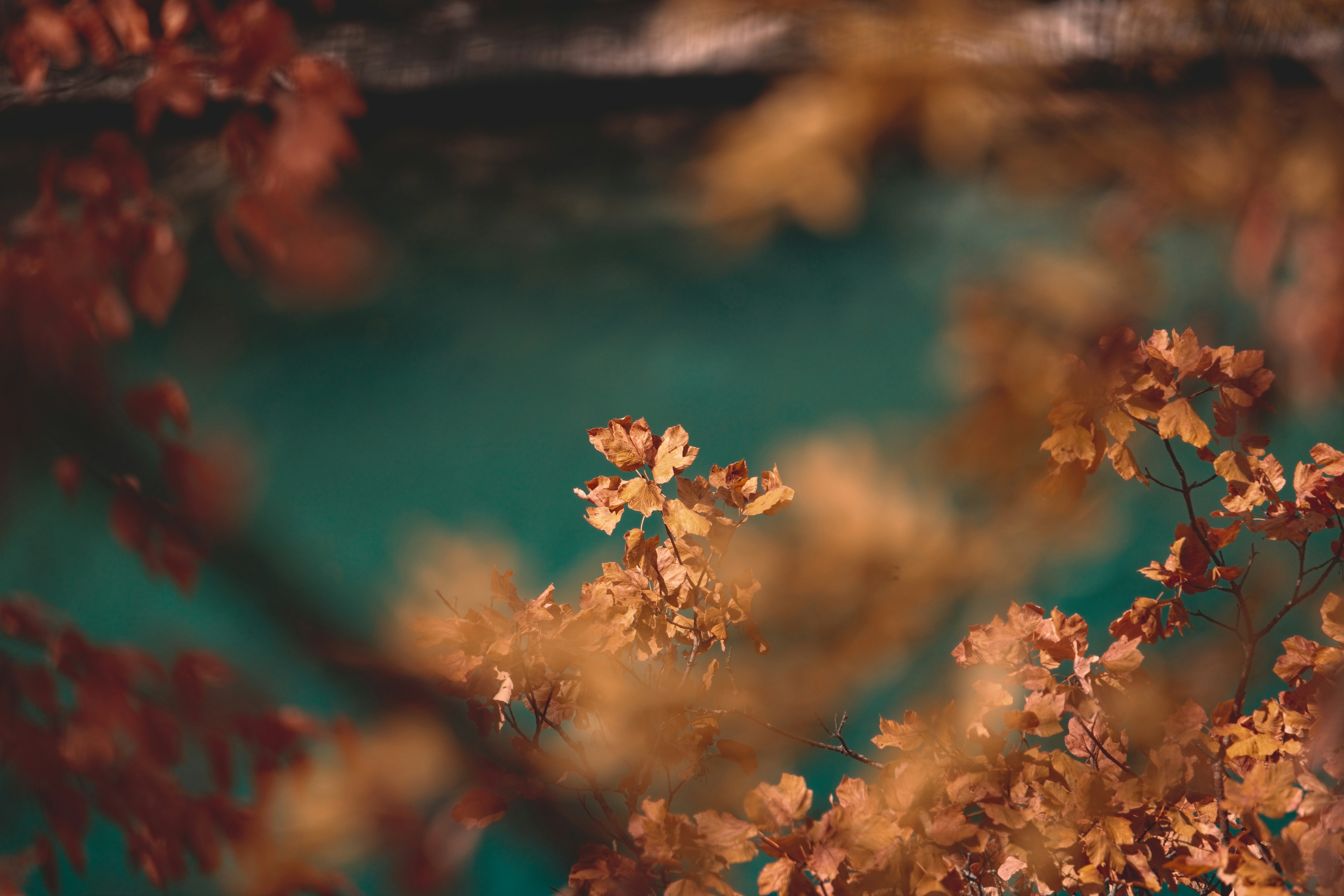 Autumn leaves in warm tones hover over a teal background with soft bokeh, creating an abstract close-up landscape.