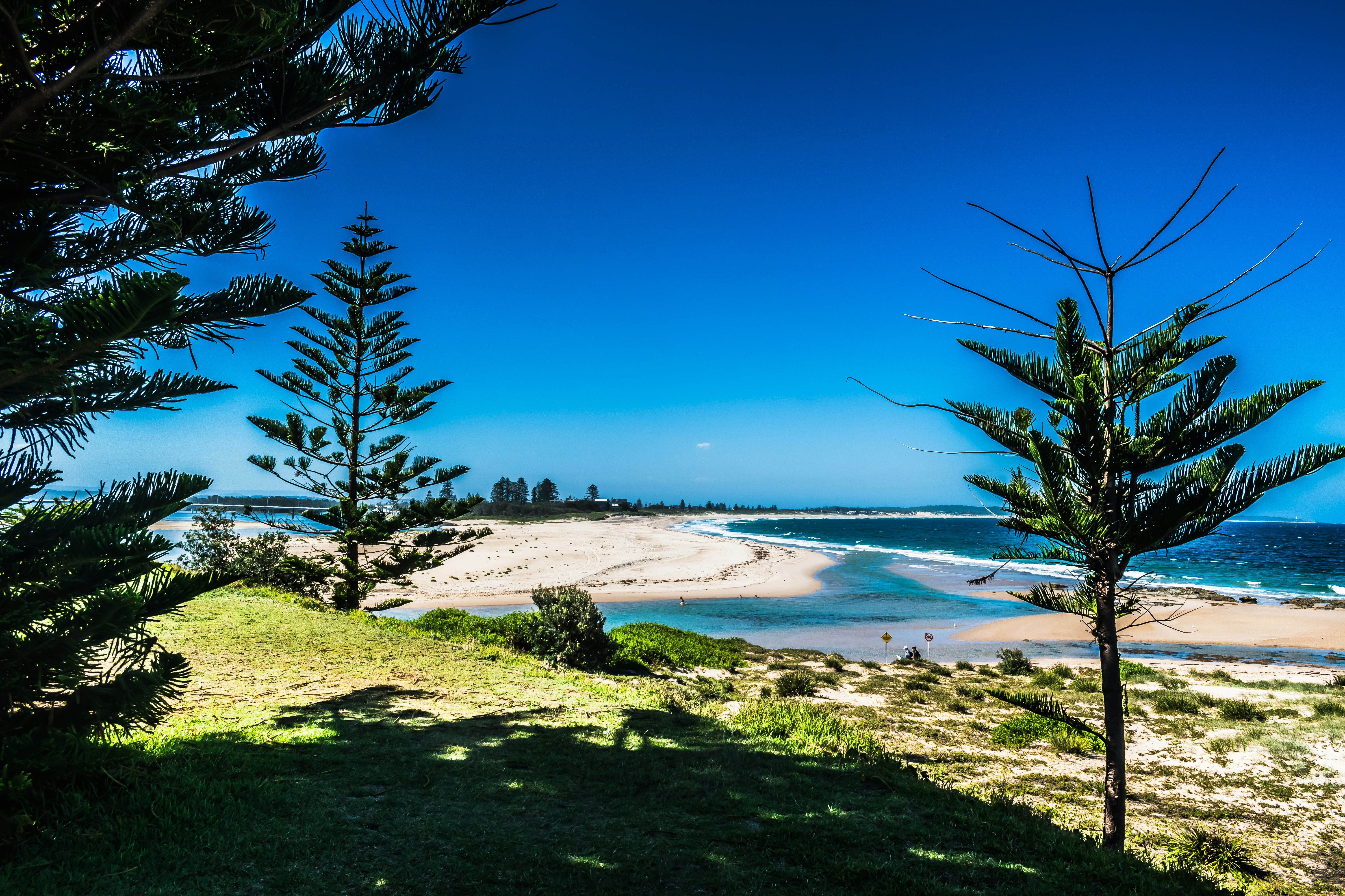 Sunlit Coastal Park: Blue Sky, White Sand, and Needle Pines