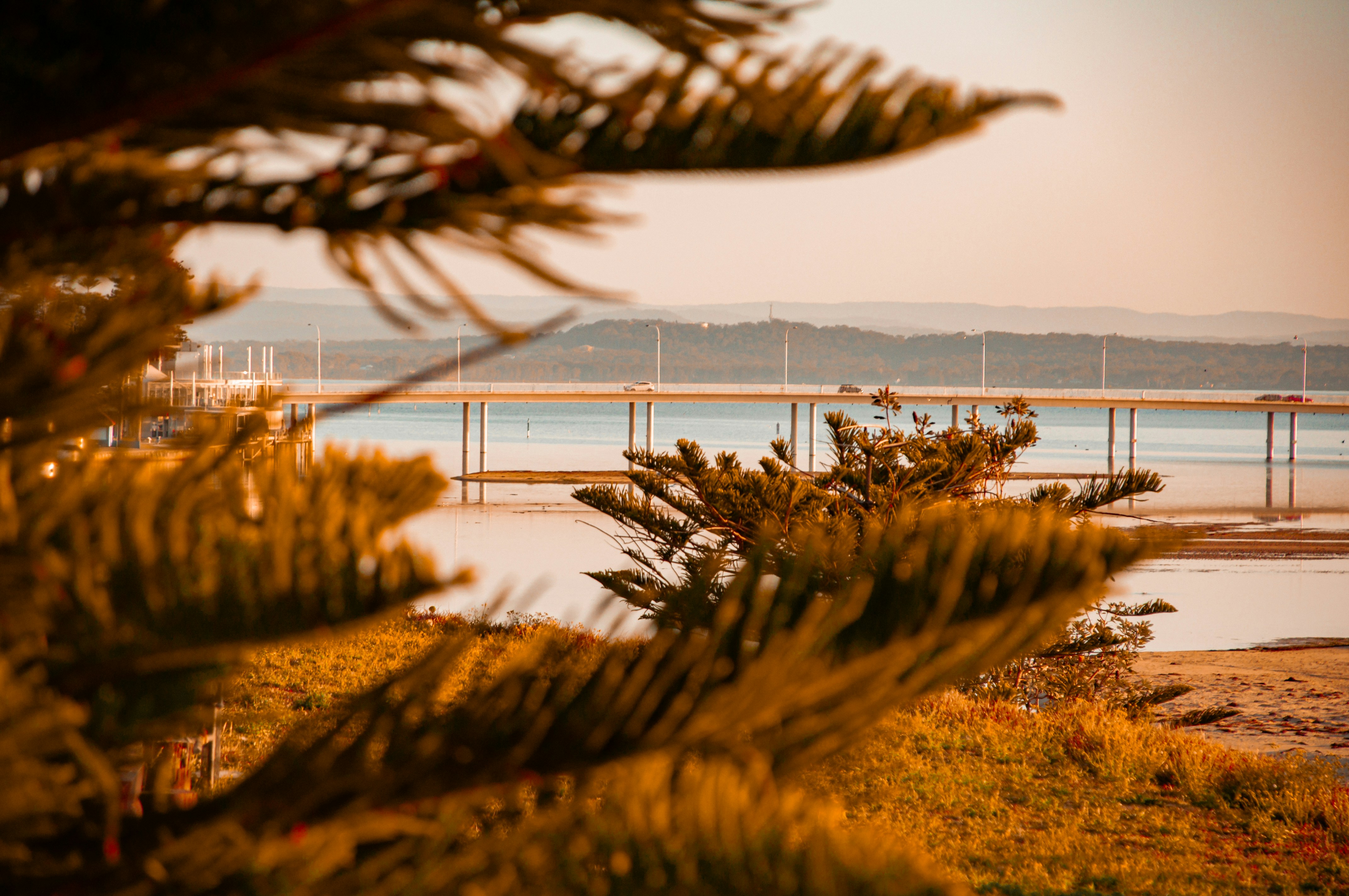 Golden Shoreline Through Framed Branches